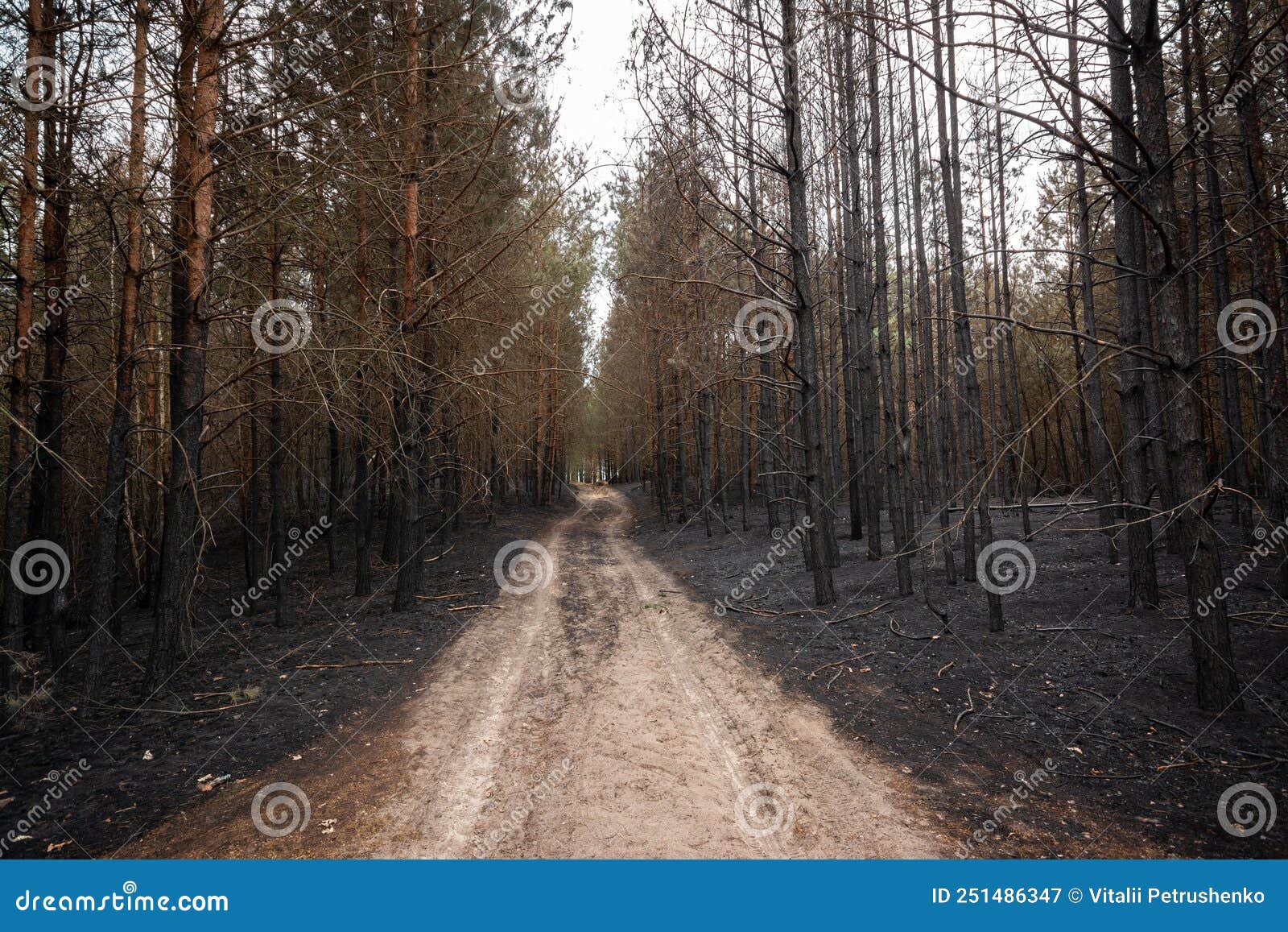 Burnt forest after a fire stock image. Image of emergency - 251486347