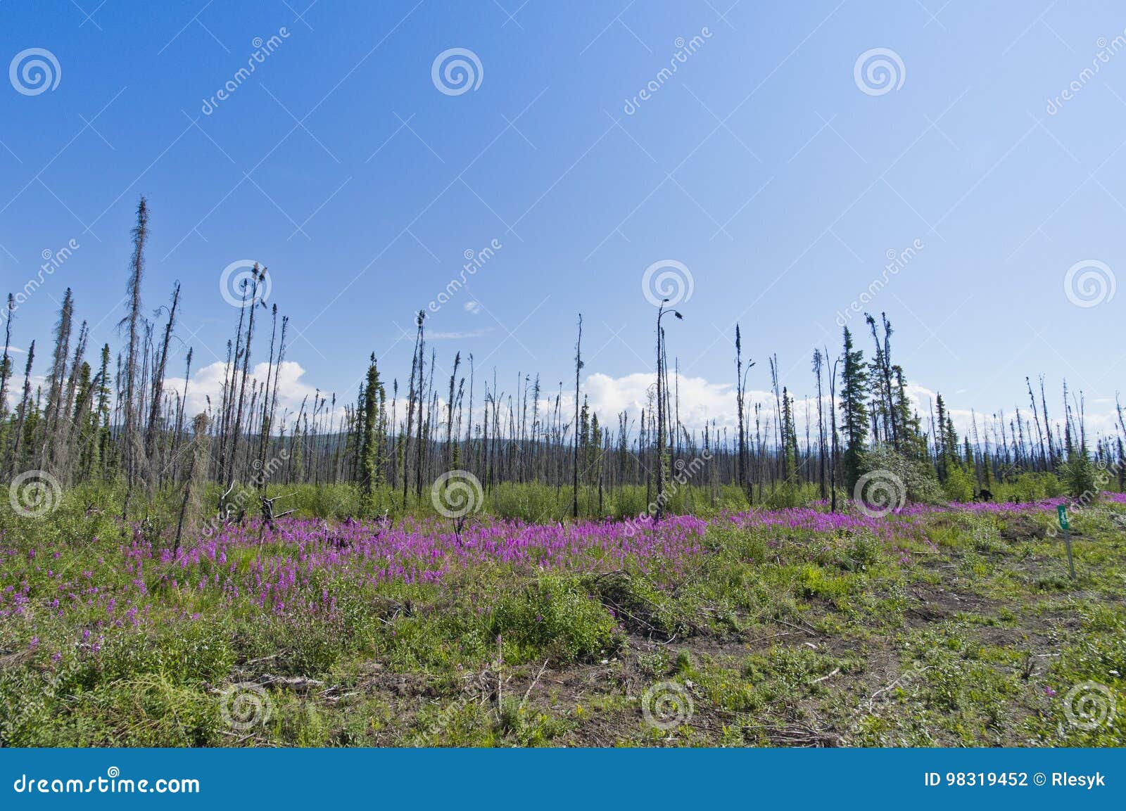Burnt forest and fireweed stock photo. Image of robert - 98319452
