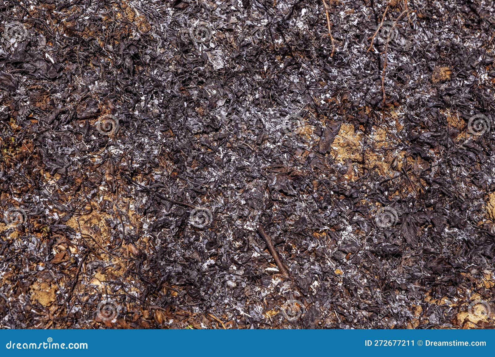 Burnt Forest Floor Undergrowth with Grass and Ash Stock Image - Image ...