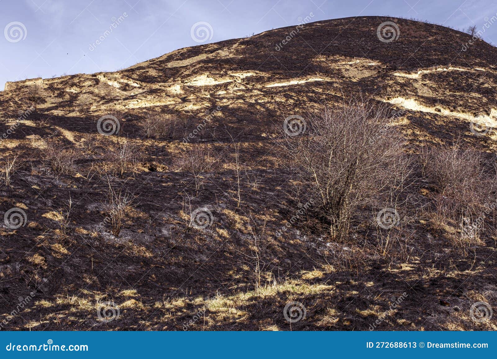 Burnt Forest Floor Undergrowth with Grass and Ash Stock Image - Image ...