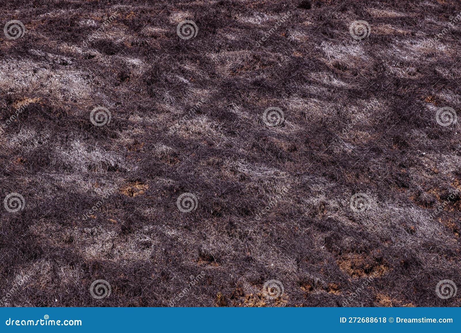 Burnt Forest Floor Undergrowth with Grass and Ash, Stock Photo - Image ...