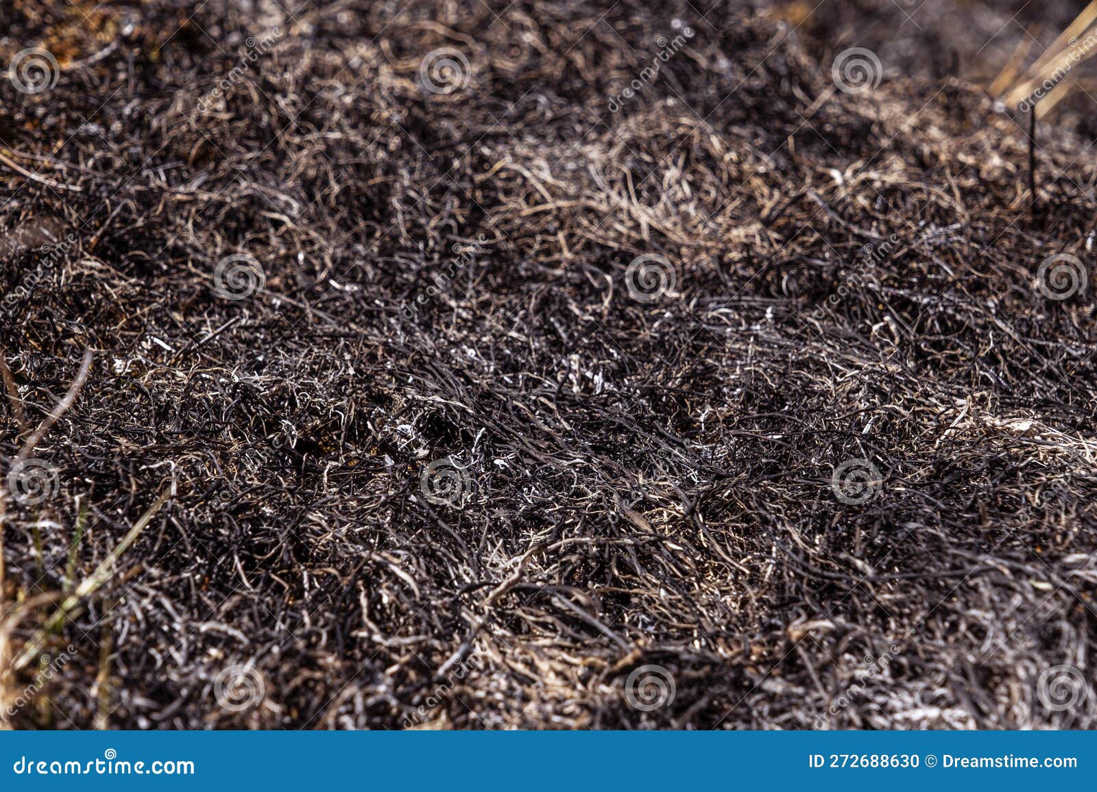 Burnt Forest Floor Undergrowth with Grass and Ash Stock Photo - Image ...
