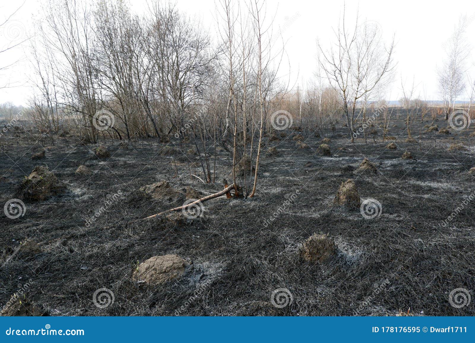 Burnt Forest and Grass Wildfire Image. Protect the Earth, Save Nature ...