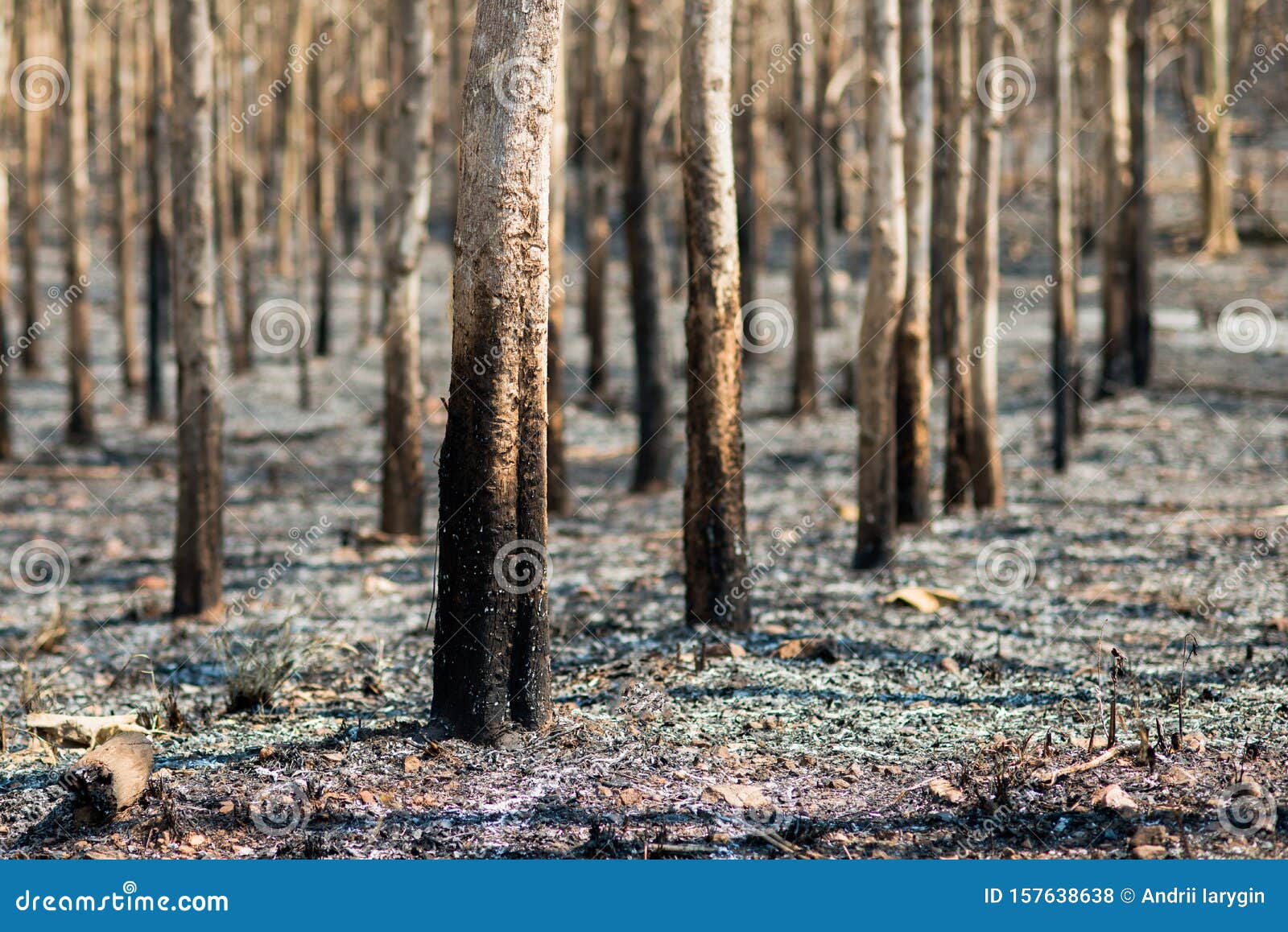 Burnt forest stock photo. Image of danger, disaster - 157638638