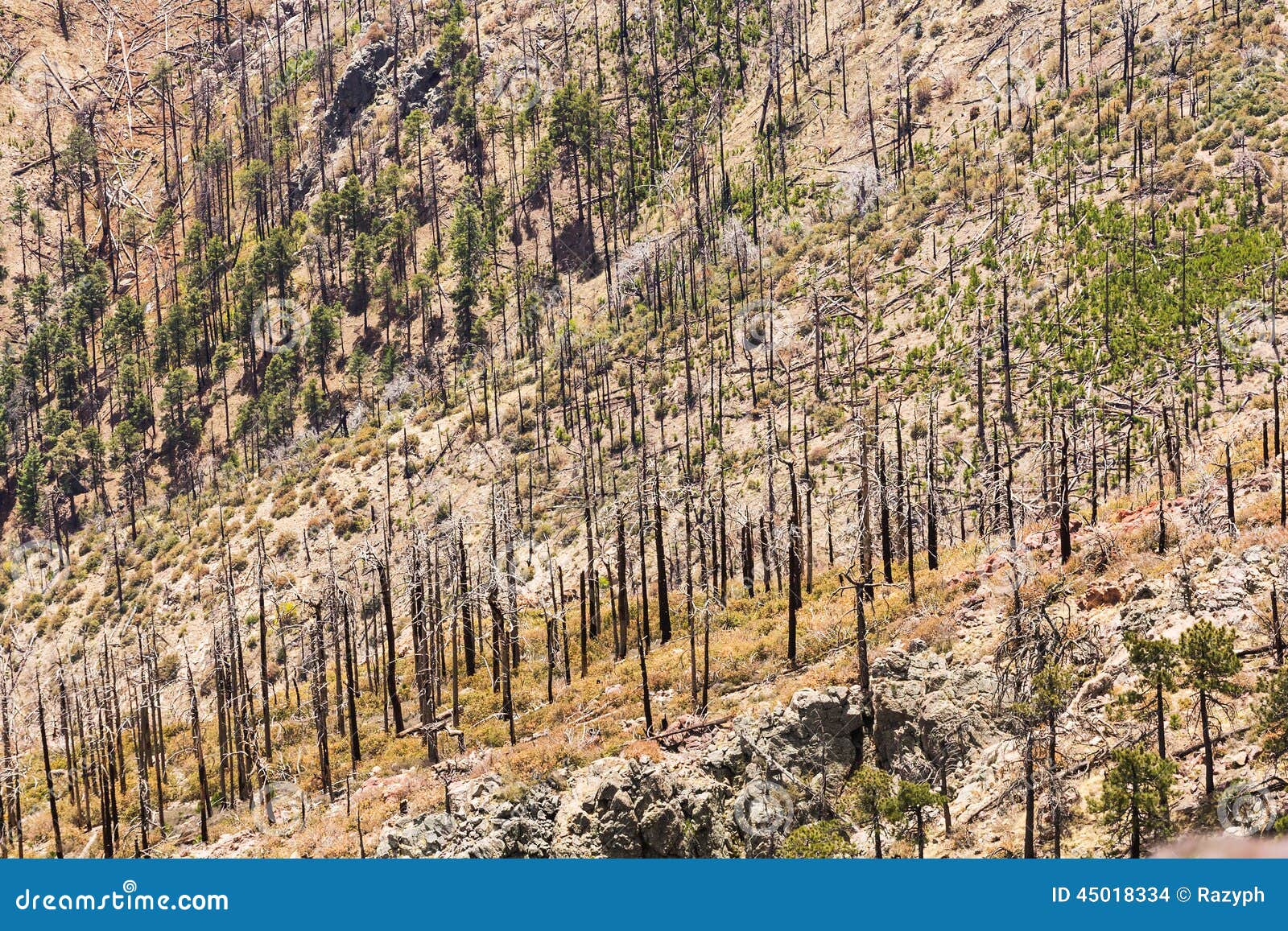 Brunt Trees Stock Photos - Free & Royalty-Free Stock Photos from Dreamstime