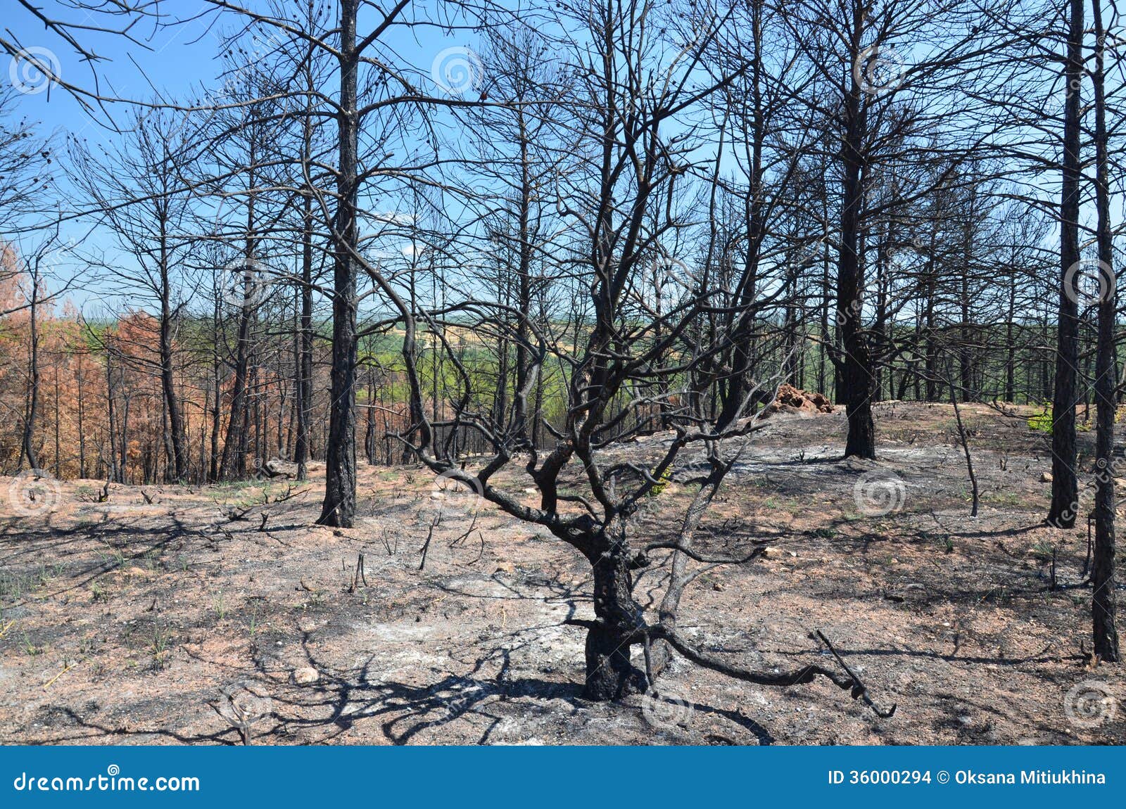 Burnt forest stock photo. Image of damaged, white, coniferous - 36000294