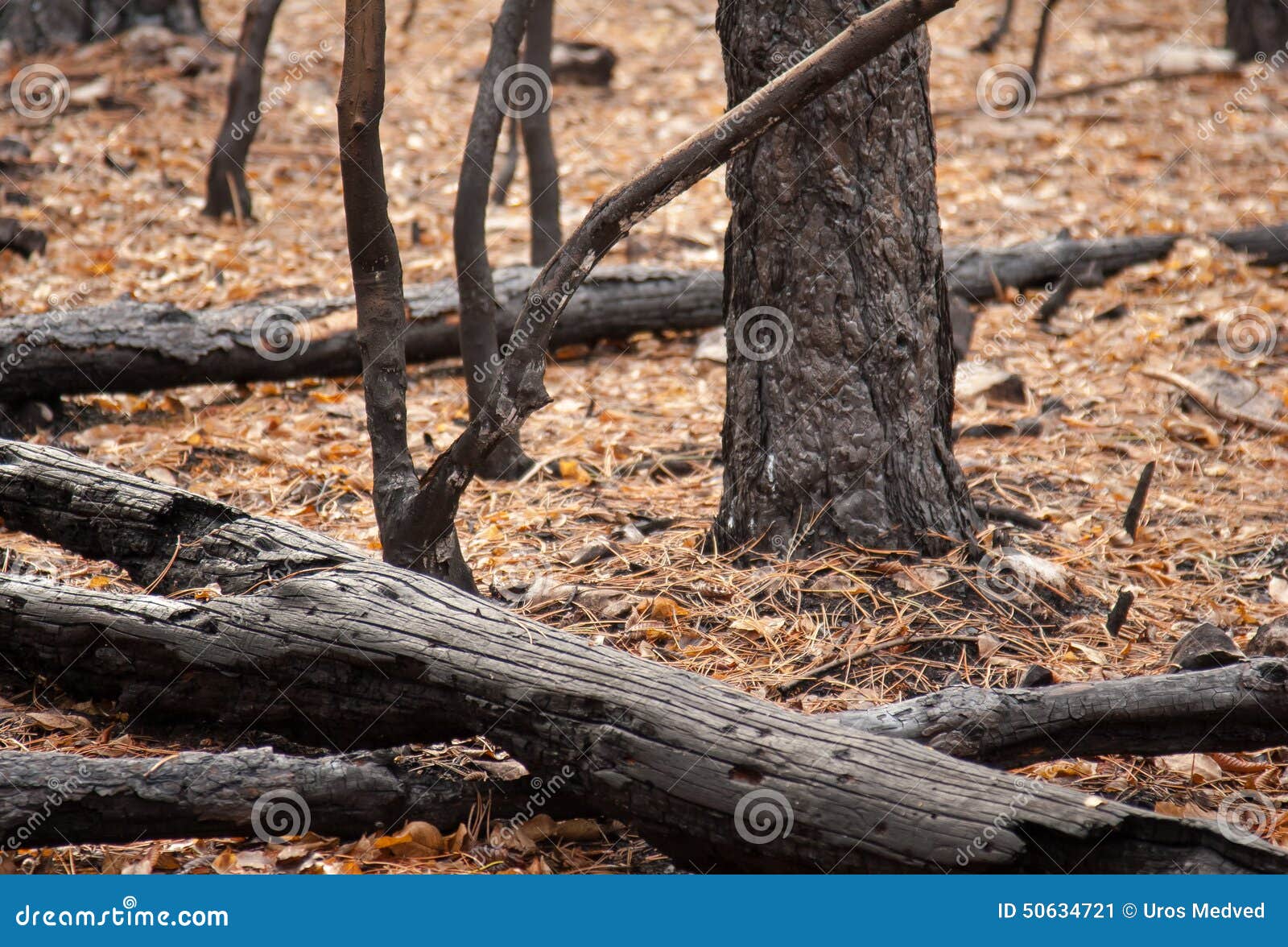 Burnt forest stock image. Image of devastation, danger - 50634721
