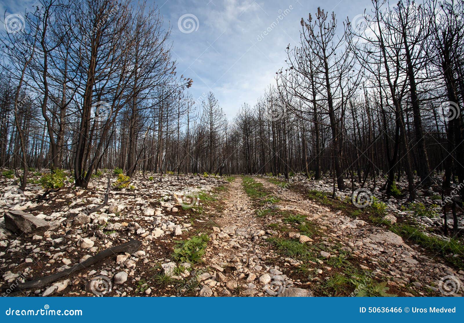 Burnt forest stock photo. Image of forests, combusted - 50636466