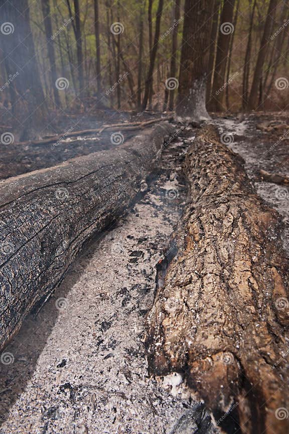 Burnt forest scene. stock image. Image of flaming, environmental - 15781733