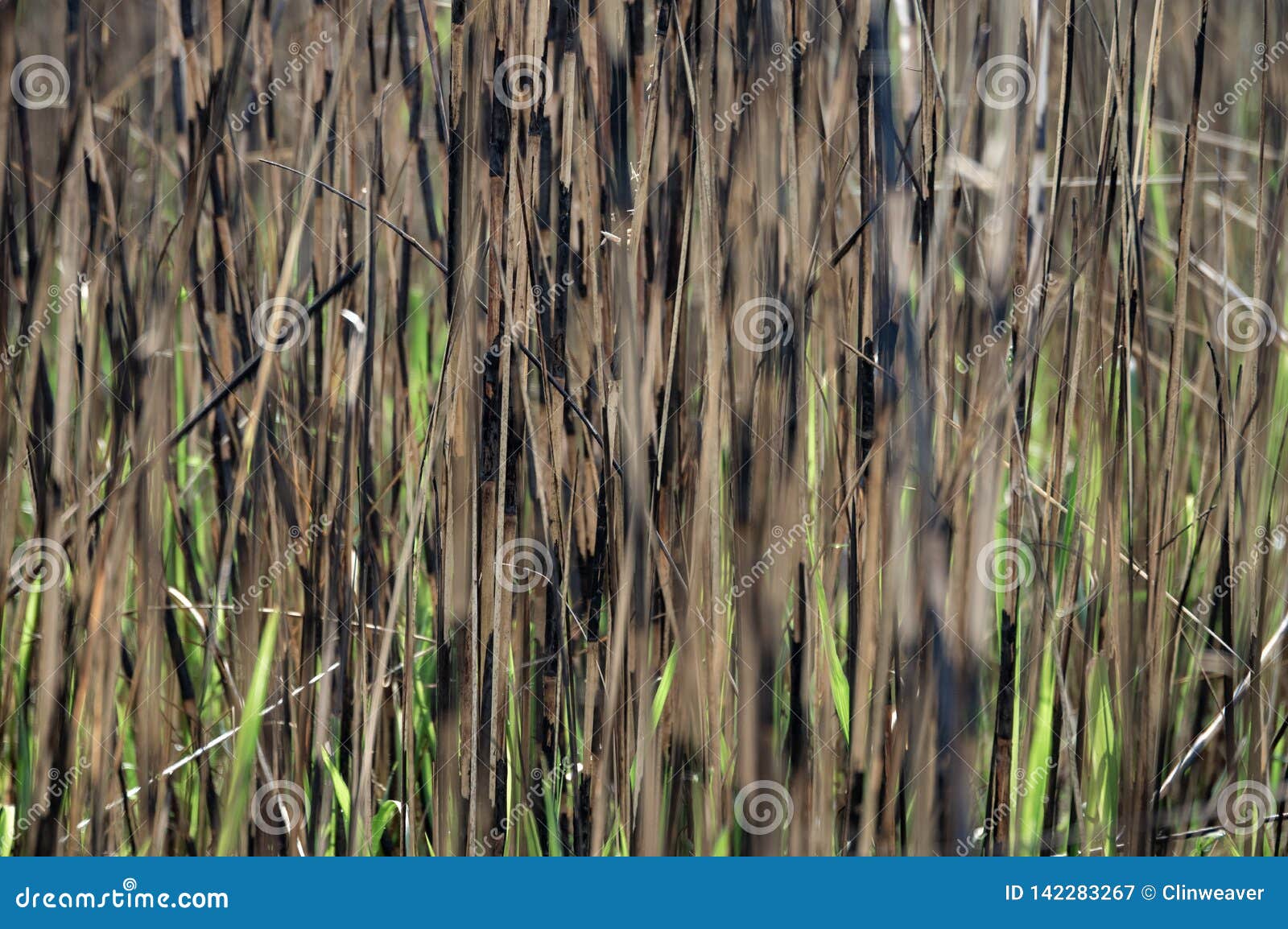Burnt Grass Background stock image. Image of color, beauty - 142283267