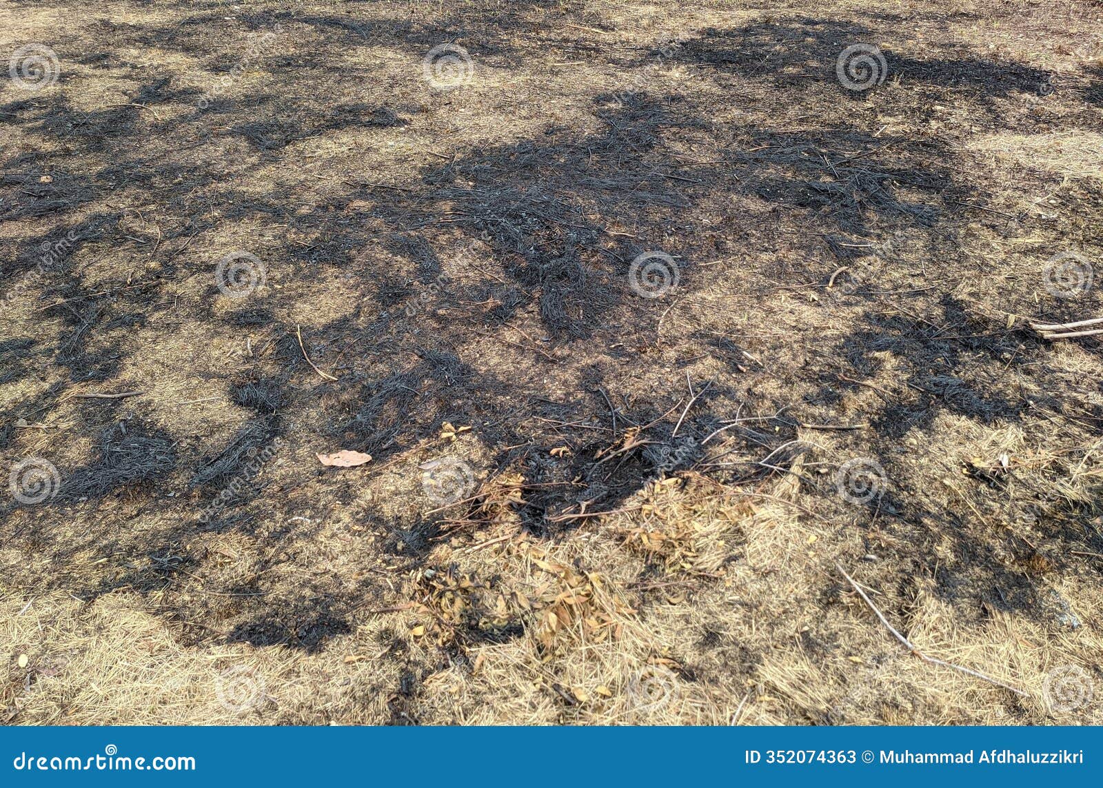 Burnt Grass. the Charred Remains of Wild Grass Burning Stock Image ...