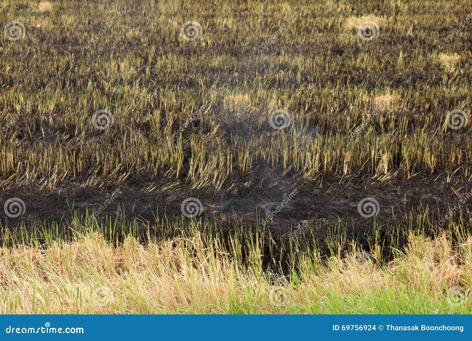 Burnt Grass in the Field after the Fire. Close Up. Stock Photo - Image ...