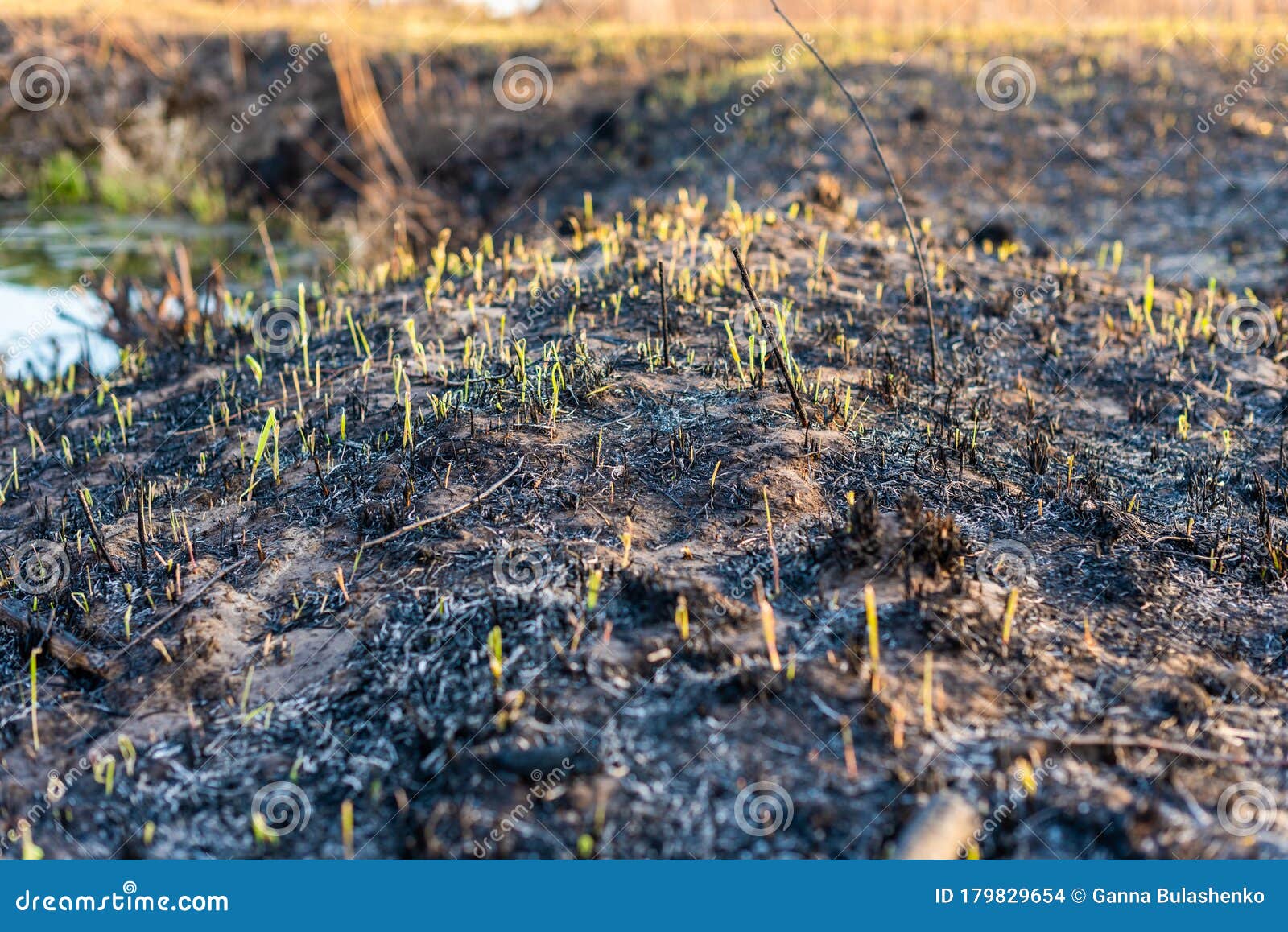 Burnt grass in the field stock photo. Image of environment - 179829654