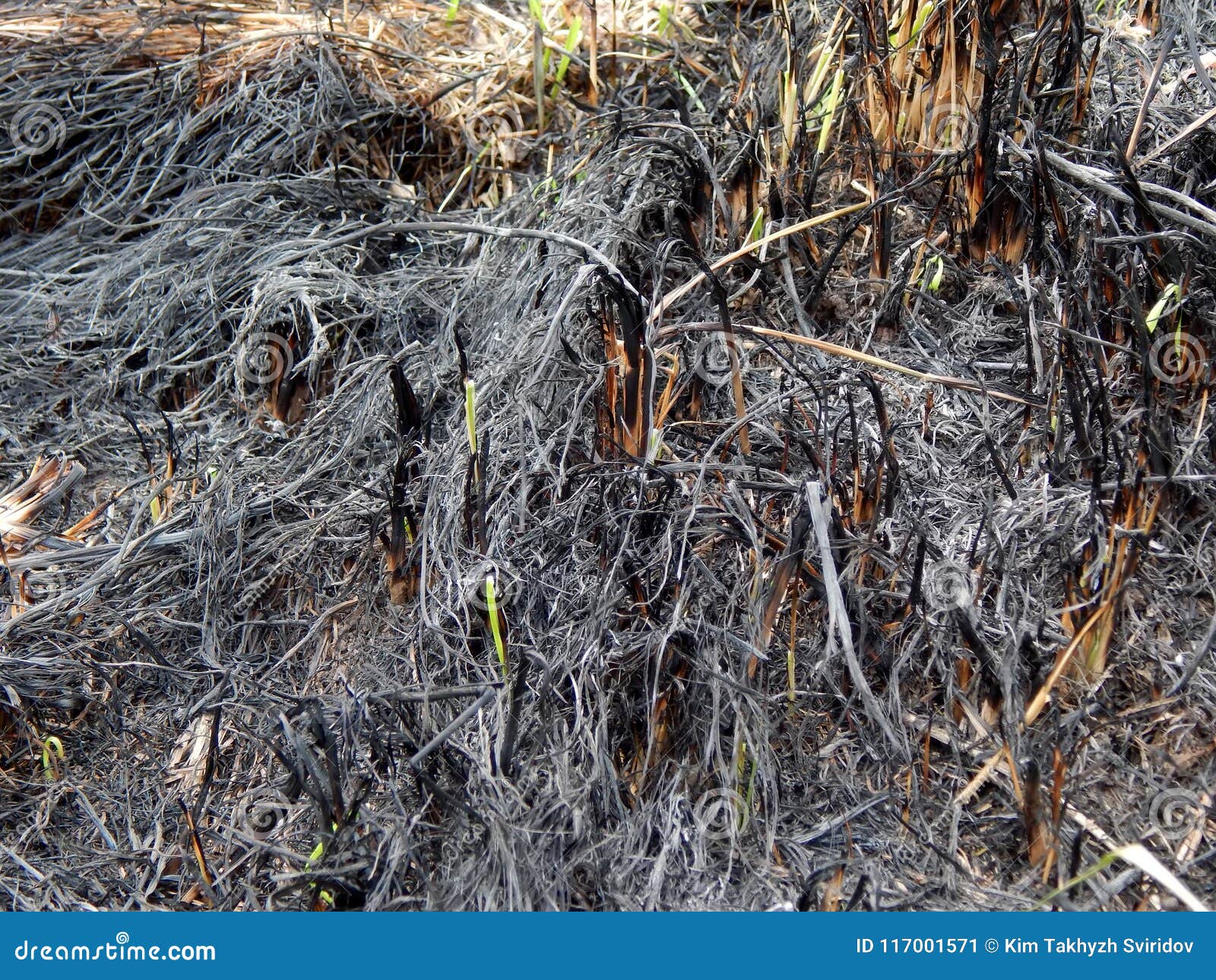 Burnt Grass from the Fire Close-up. the Concept of Fire Safety Stock ...