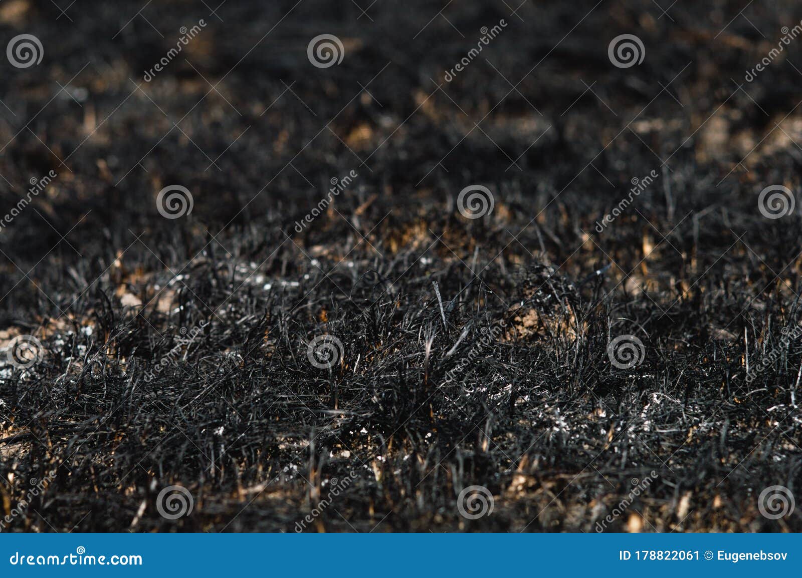 Burnt Grass after a Fire in the Forest Stock Image - Image of color ...