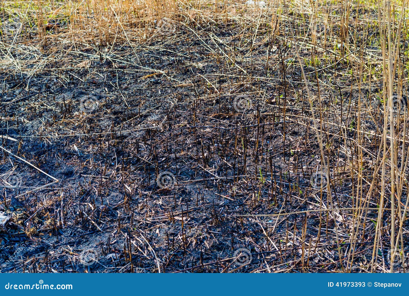 Burnt Grass, Texture of Burn Straw Grass Land Stock Image - Image of ...