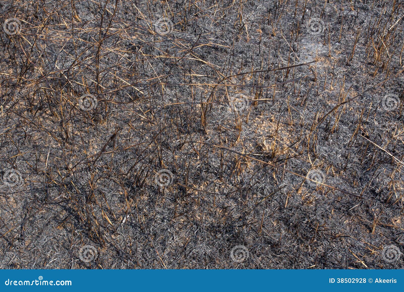 Burnt grass stock photo. Image of burned, summer, space - 38502928