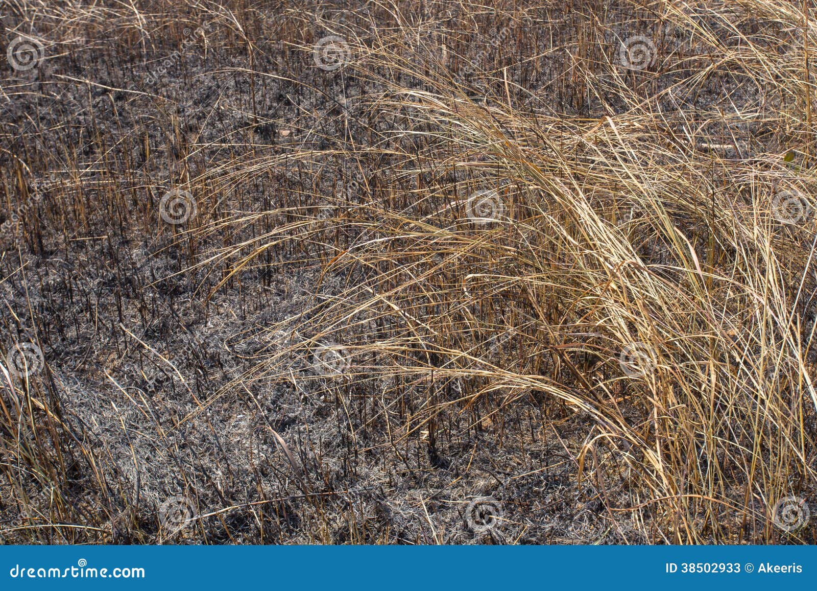 Burnt grass stock image. Image of burn, ground, texture - 38502933