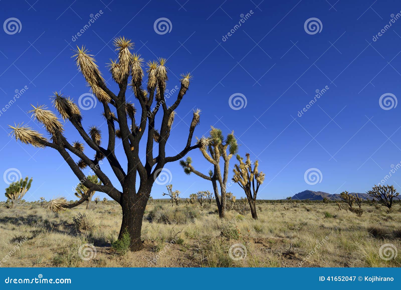 Burnt Joshua Tree stock image. Image of destinations - 41652047