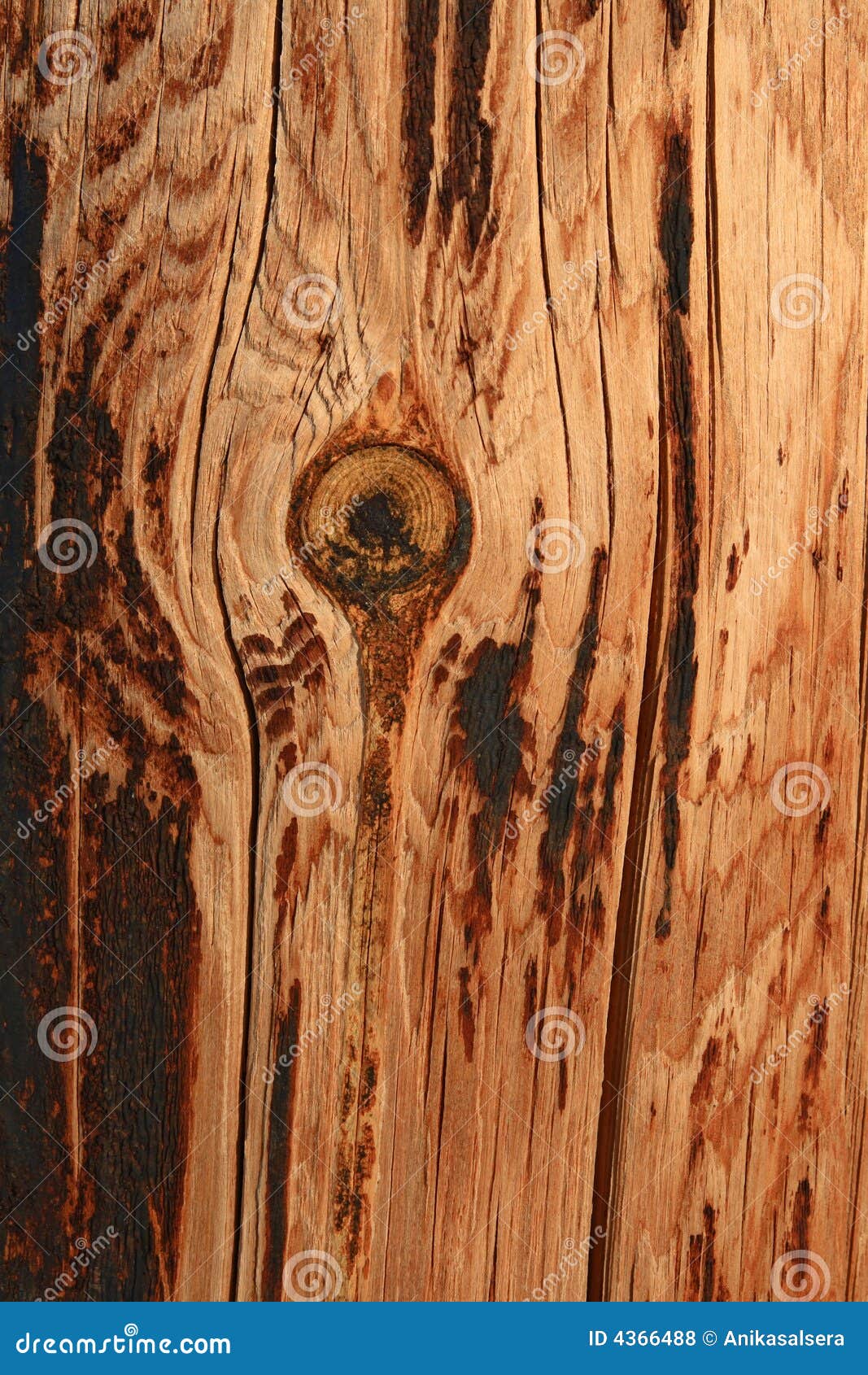 Knotty Wood Texture Royalty-Free Stock Photo | CartoonDealer.com #33227865