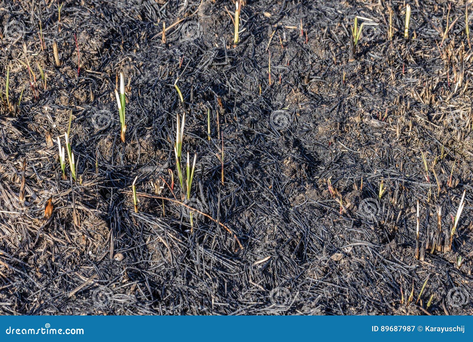 Burnt Land at the Beginning of Spring Stock Image - Image of ...