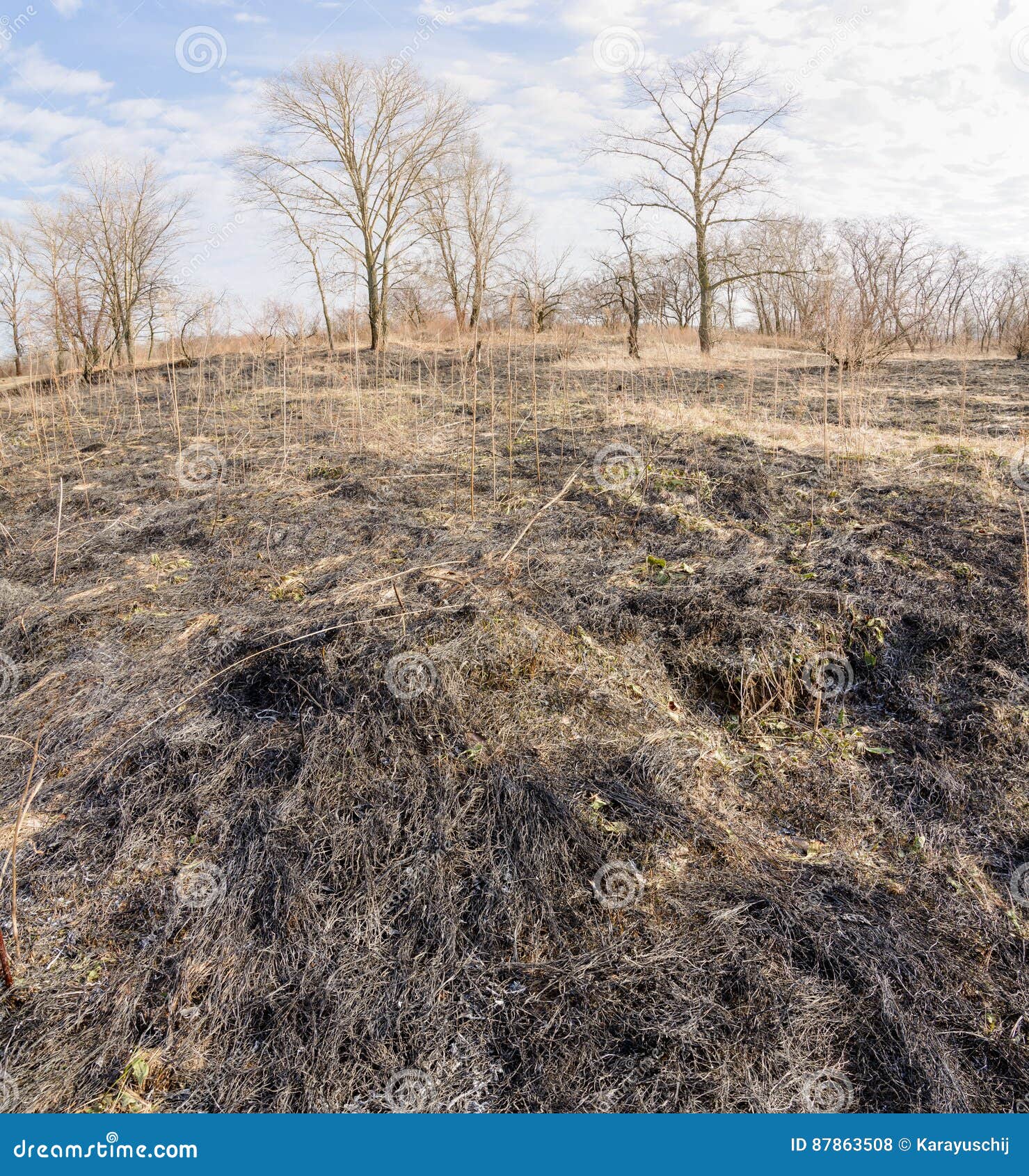 Burnt Land stock photo. Image of nature, plant, devastation - 87863508