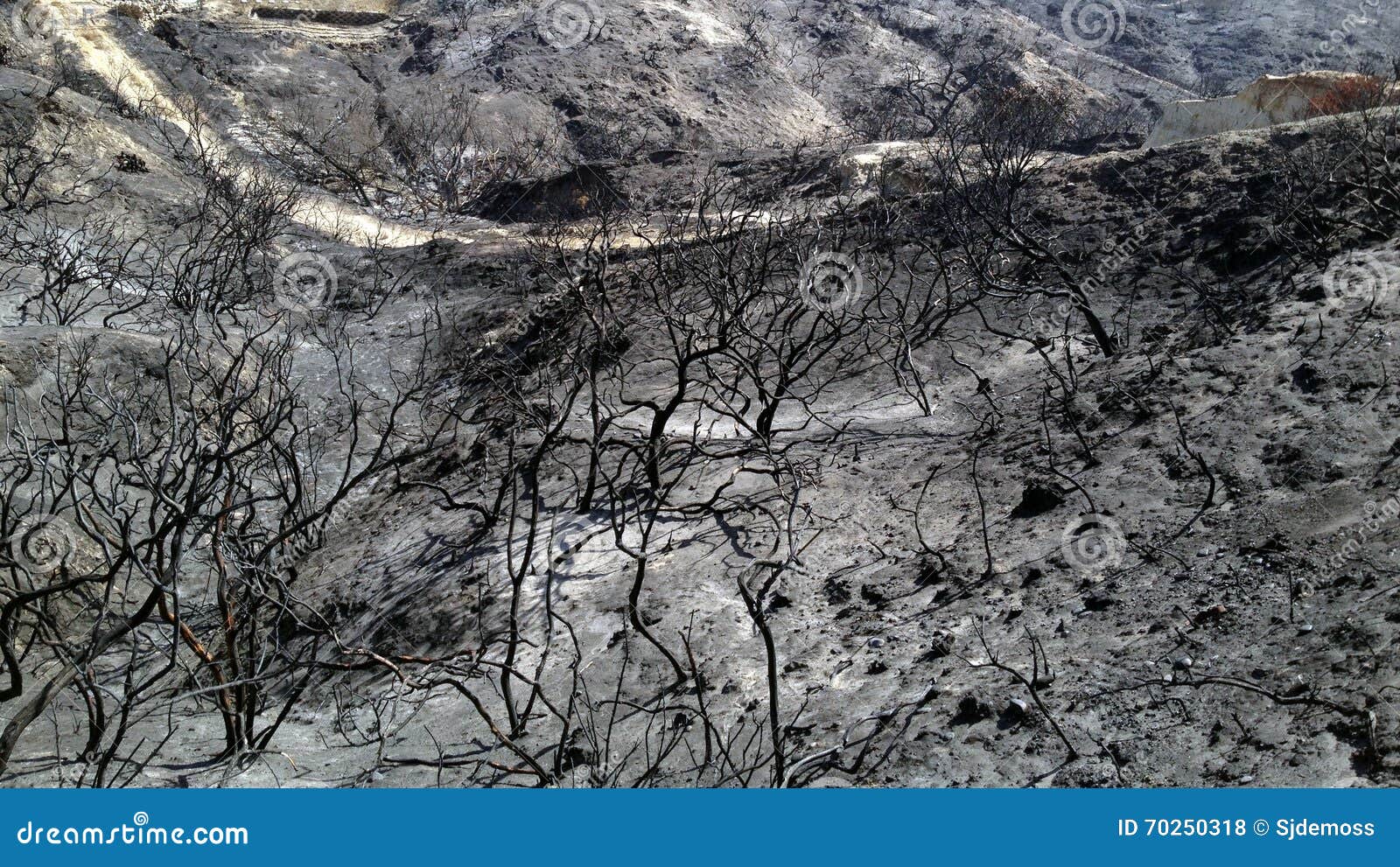 Burnt Landscape stock photo. Image of hopeless, field - 70250318