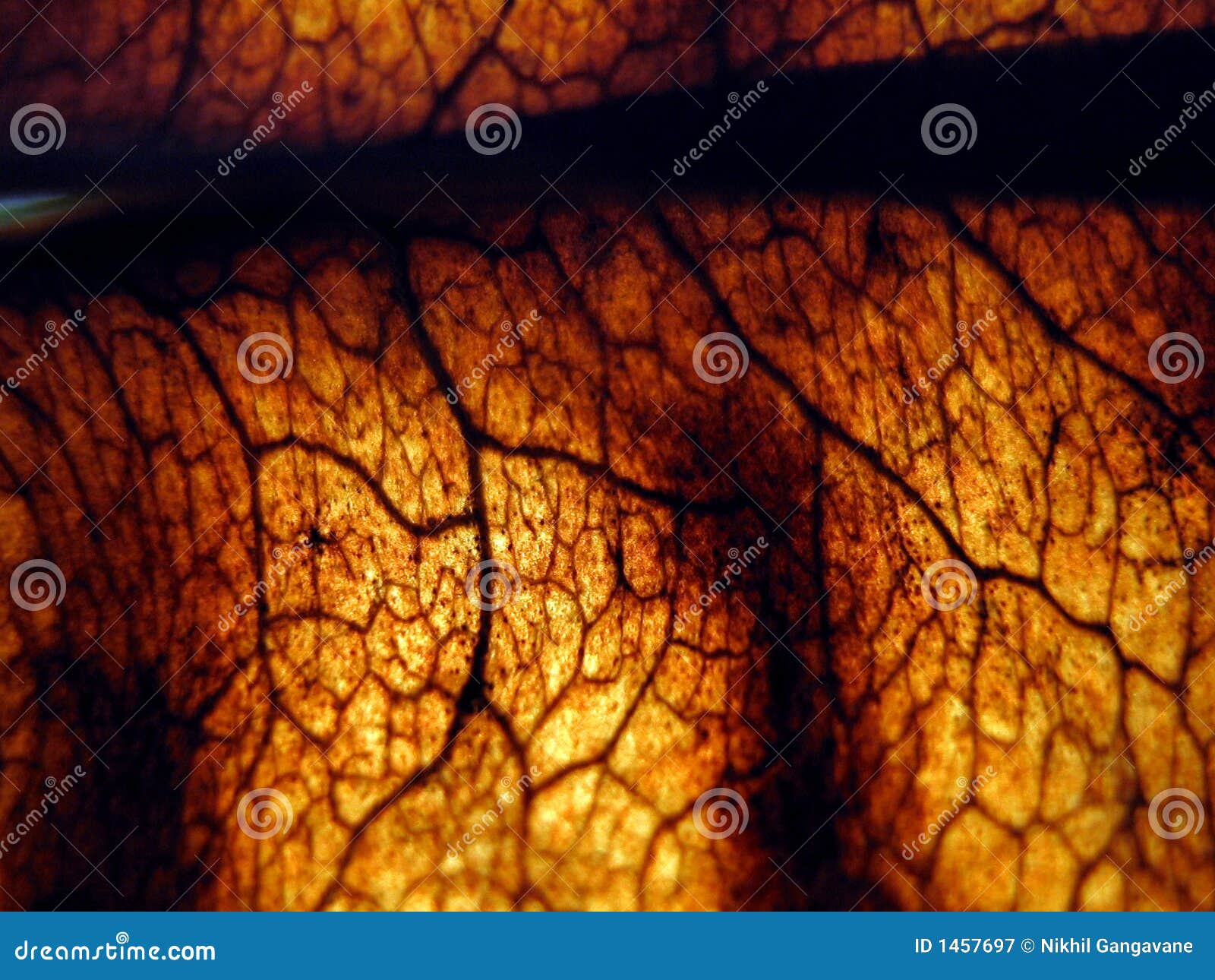 Burnt Leaf stock image. Image of cell, hierarchy, descent - 1457697