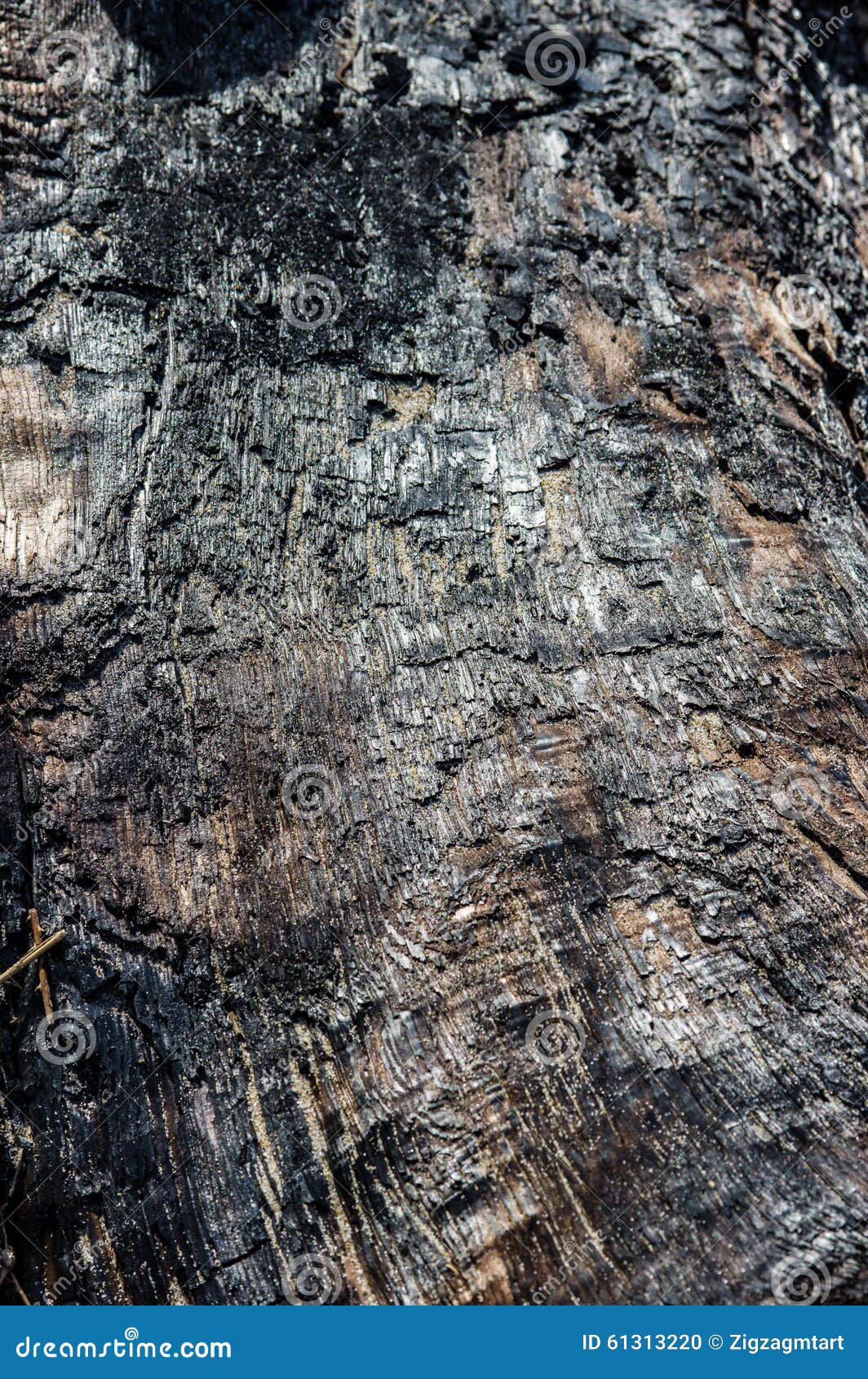 Burnt Log with Charcoal Surface Stock Photo - Image of outdoor, sport ...