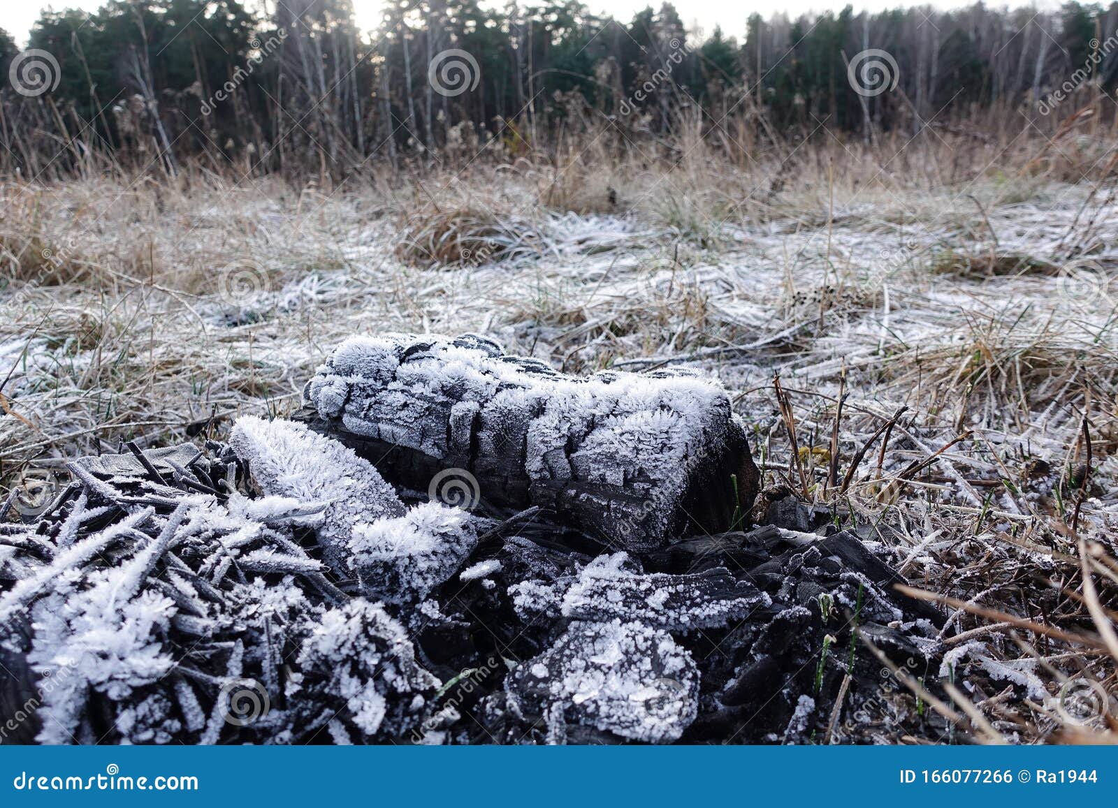 Burnt Logs on the Site of an Extinct Fire in the Winter, Covered with ...