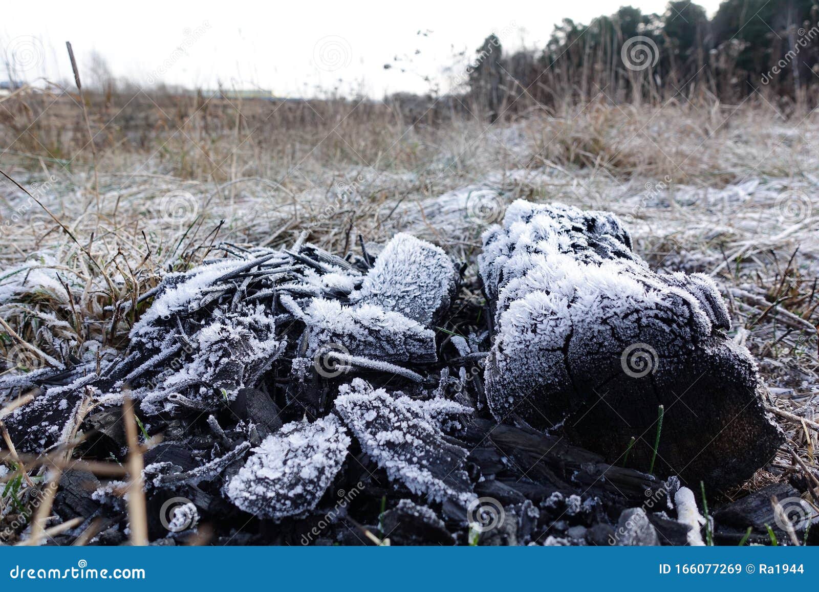 Burnt Logs on the Site of an Extinct Fire in the Winter, Covered with ...