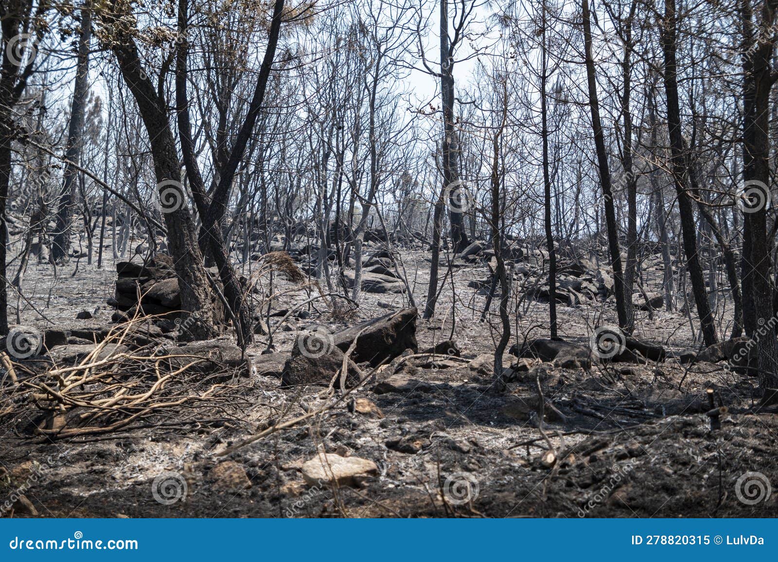 Burnt Mound Remains of Forest Fire Stock Image - Image of trail, soil ...