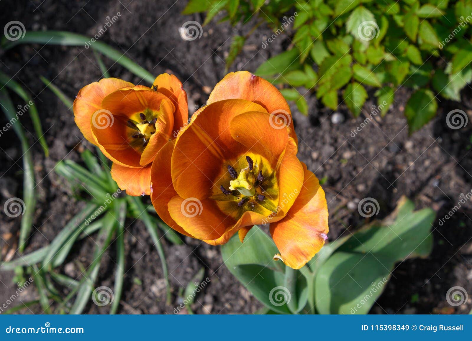 Burnt orange tulip flower stock image. Image of spring - 115398349