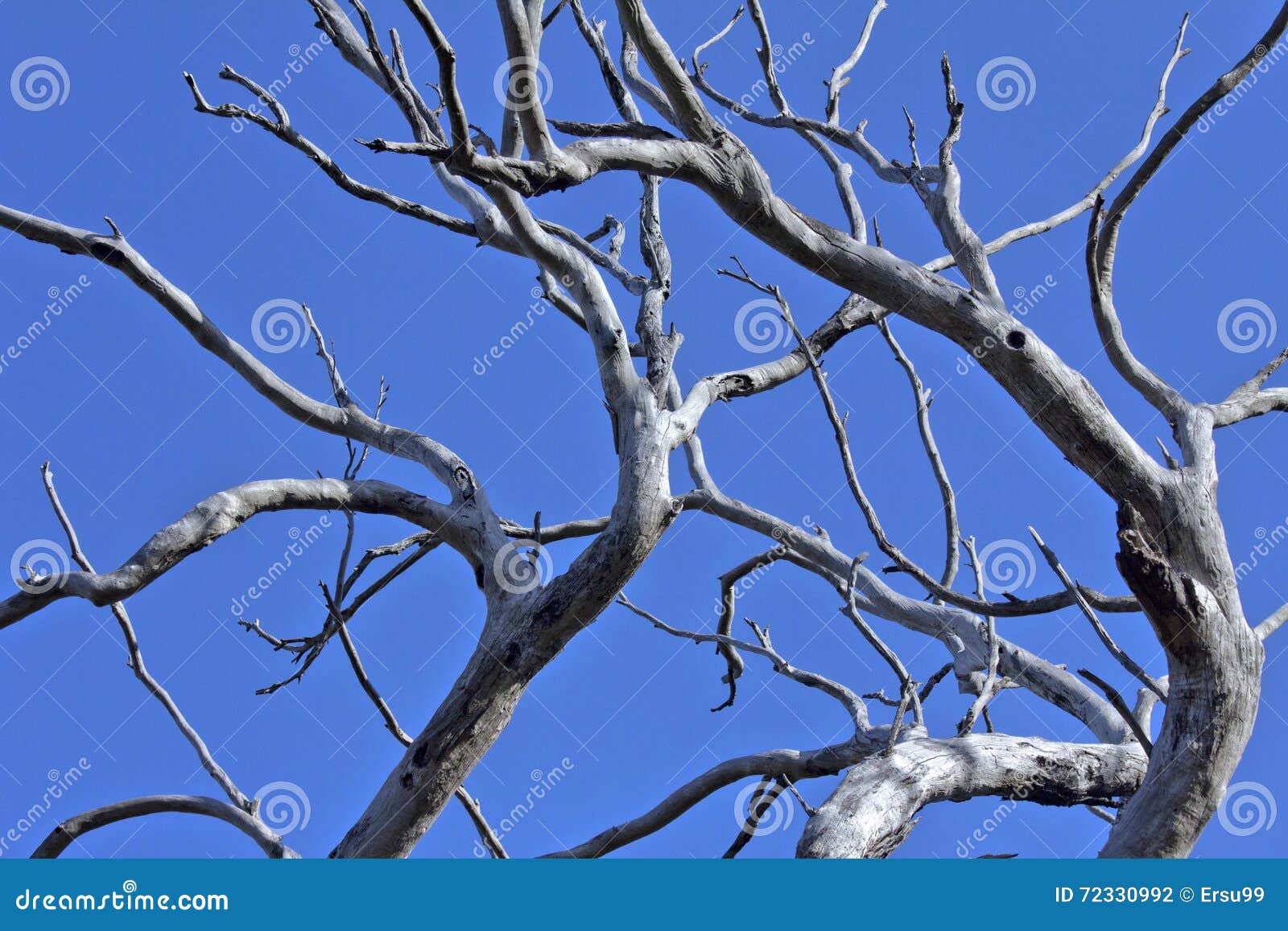 Burnt out dead tree stock photo. Image of flame, forest - 72330992