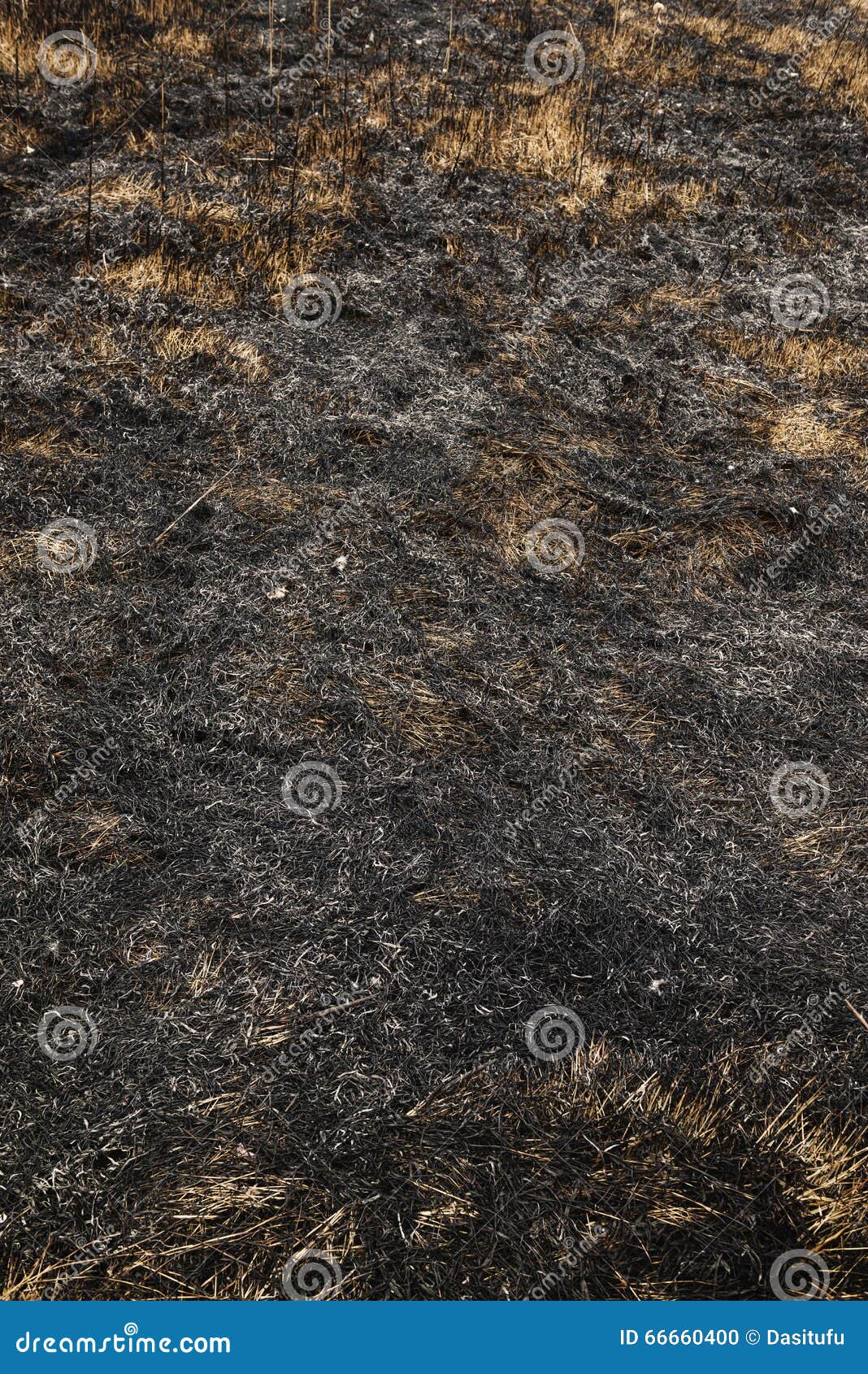 Burnt out field stock photo. Image of plant, surface - 66660400