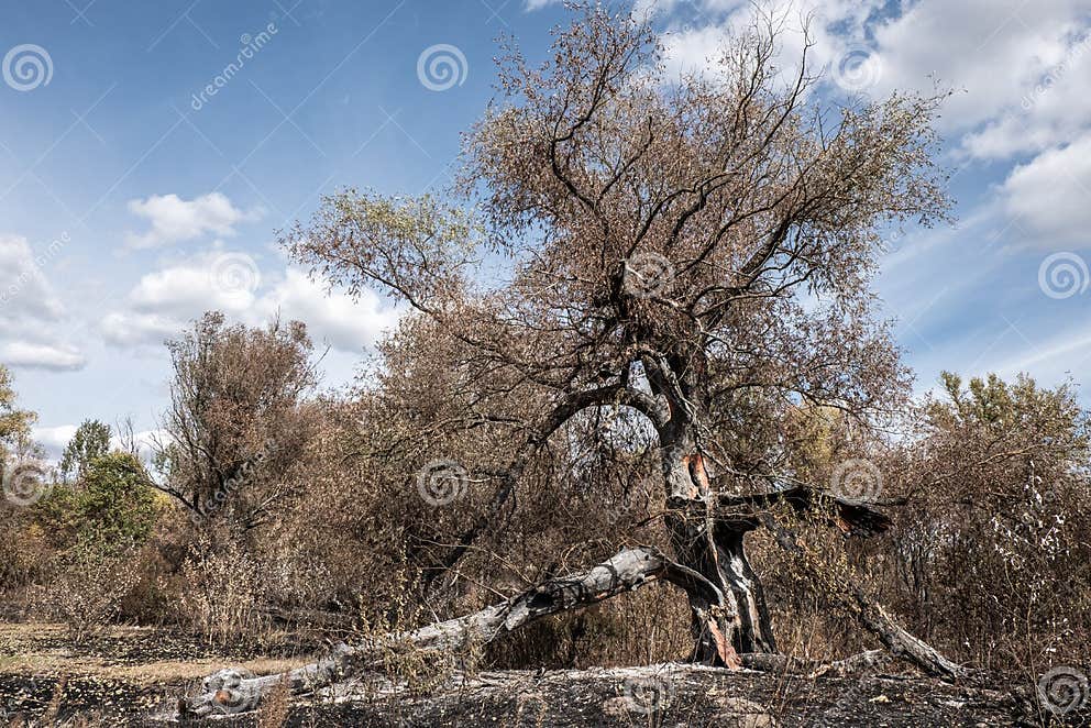 Burnt Out Tree Remnants of a Forest Fire Stock Photo - Image of ...