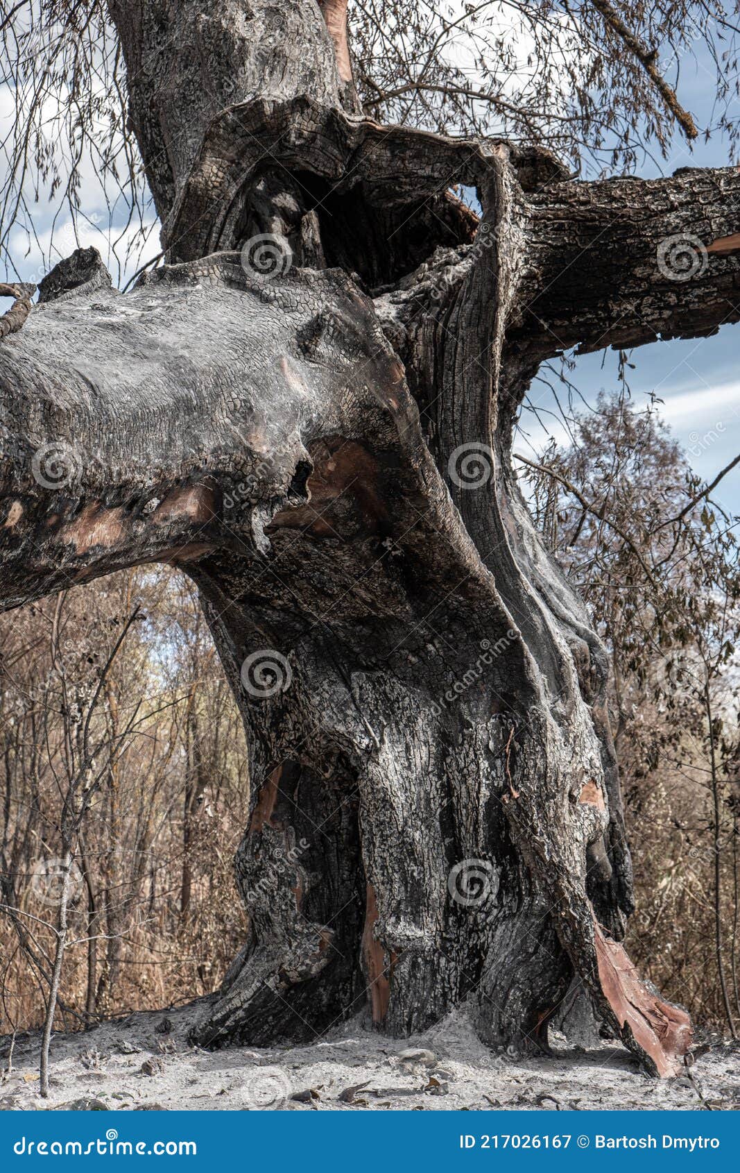 Burnt Out Tree Remnants of a Forest Fire Stock Image - Image of burnt ...