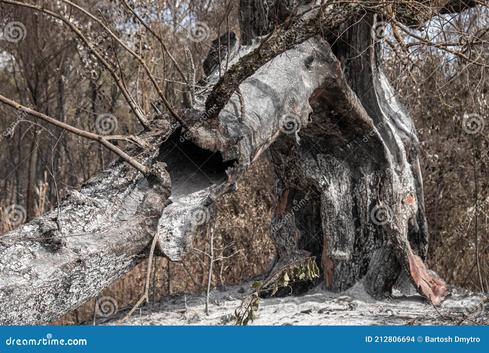 Burnt Out Tree Remnants of a Forest Fire Stock Photo - Image of nature ...
