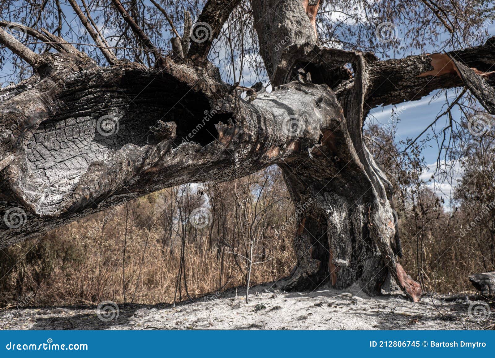Burnt Out Tree Remnants of a Forest Fire Stock Image - Image of glow ...