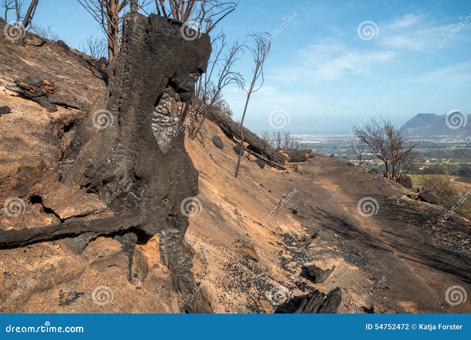 Burnt Out Tree-stump on Moutain Side Stock Photo - Image of wood, soil ...