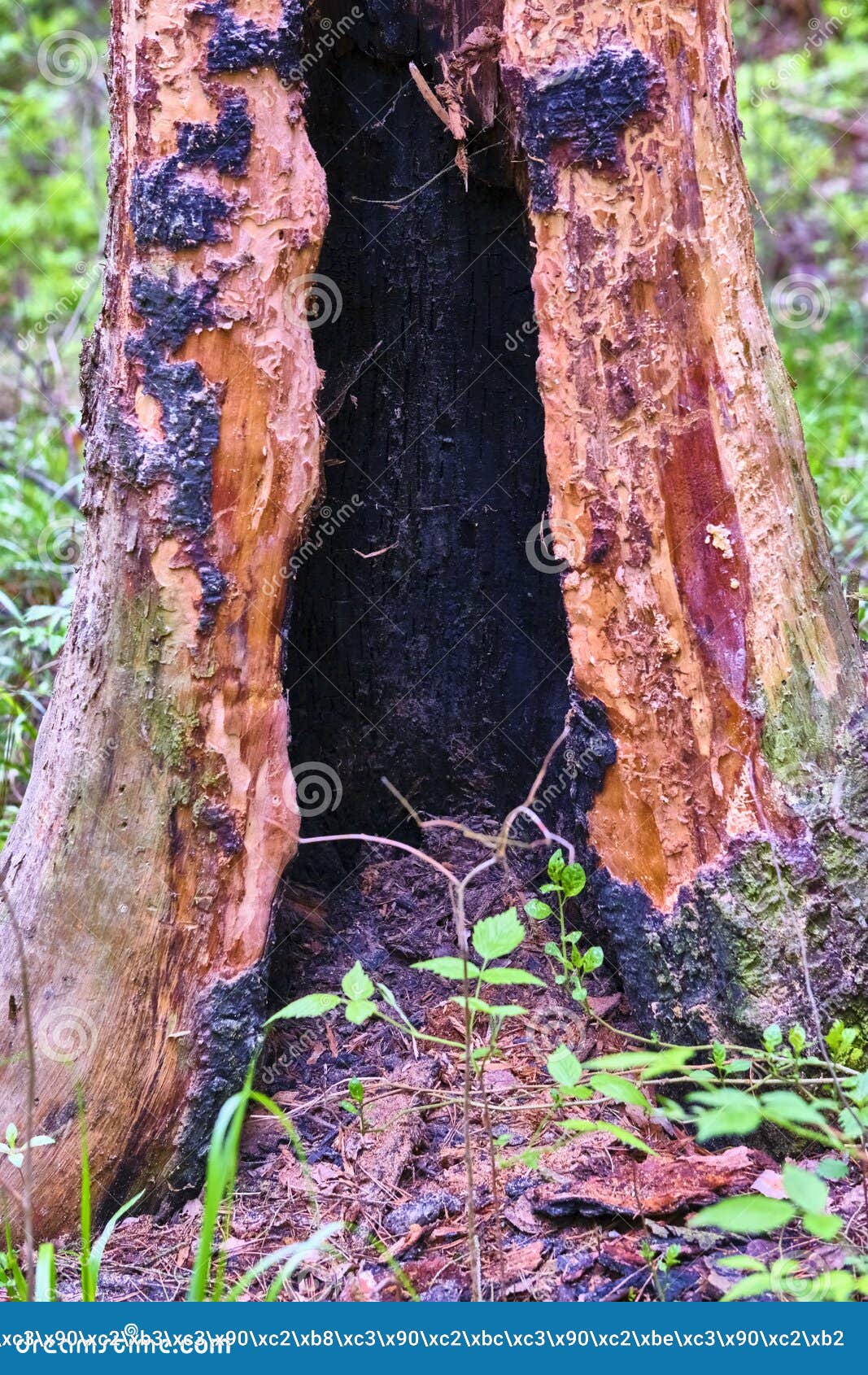 Burnt Out Tree Trunk General Plan Vertical Color Stock Image - Image of ...