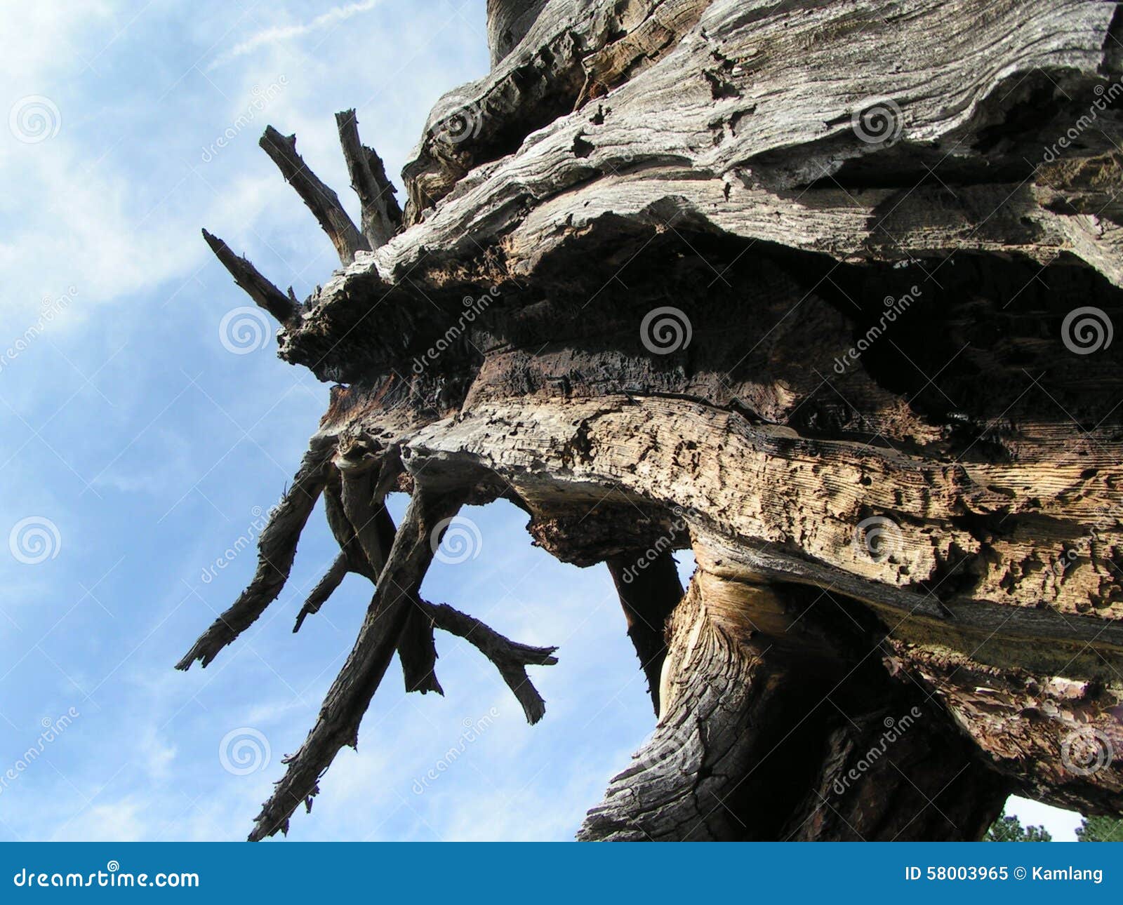 Burnt out tree stock image. Image of outline, burnt, view - 58003965