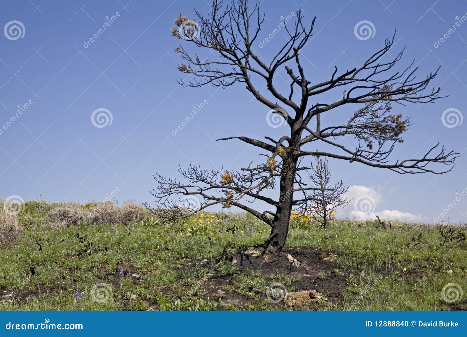 Burnt pine tree silhouette stock photo. Image of tree - 12888840