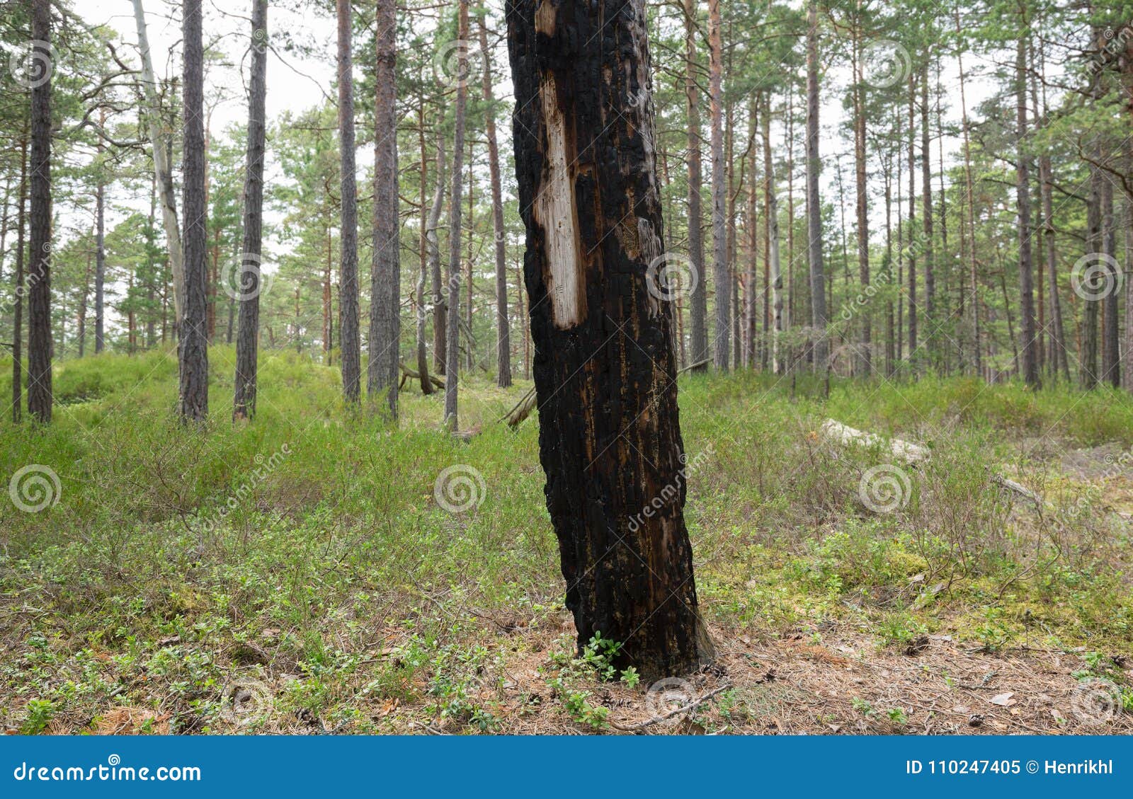Burnt Pine Tree in Pine Forest Stock Image - Image of outdoors ...