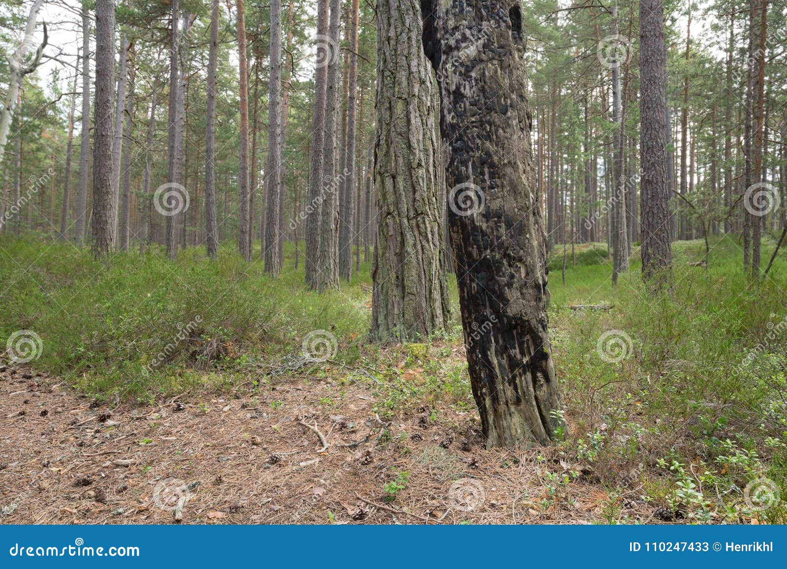 Burnt Pine Tree in Pine Forest Stock Image - Image of black, pine ...