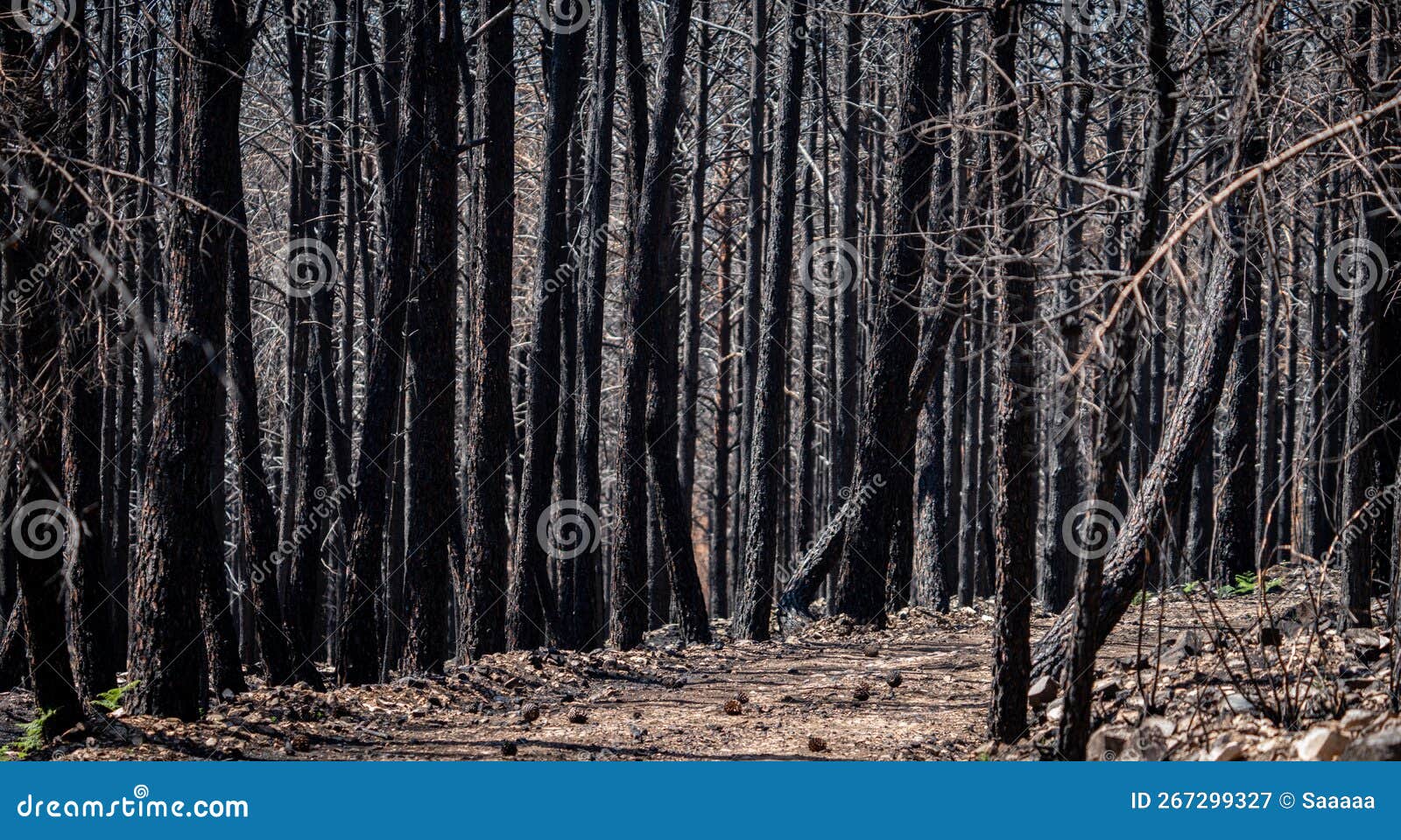 Burnt Pine Tree Forest Trunks, Long Shot Stock Image - Image of season ...