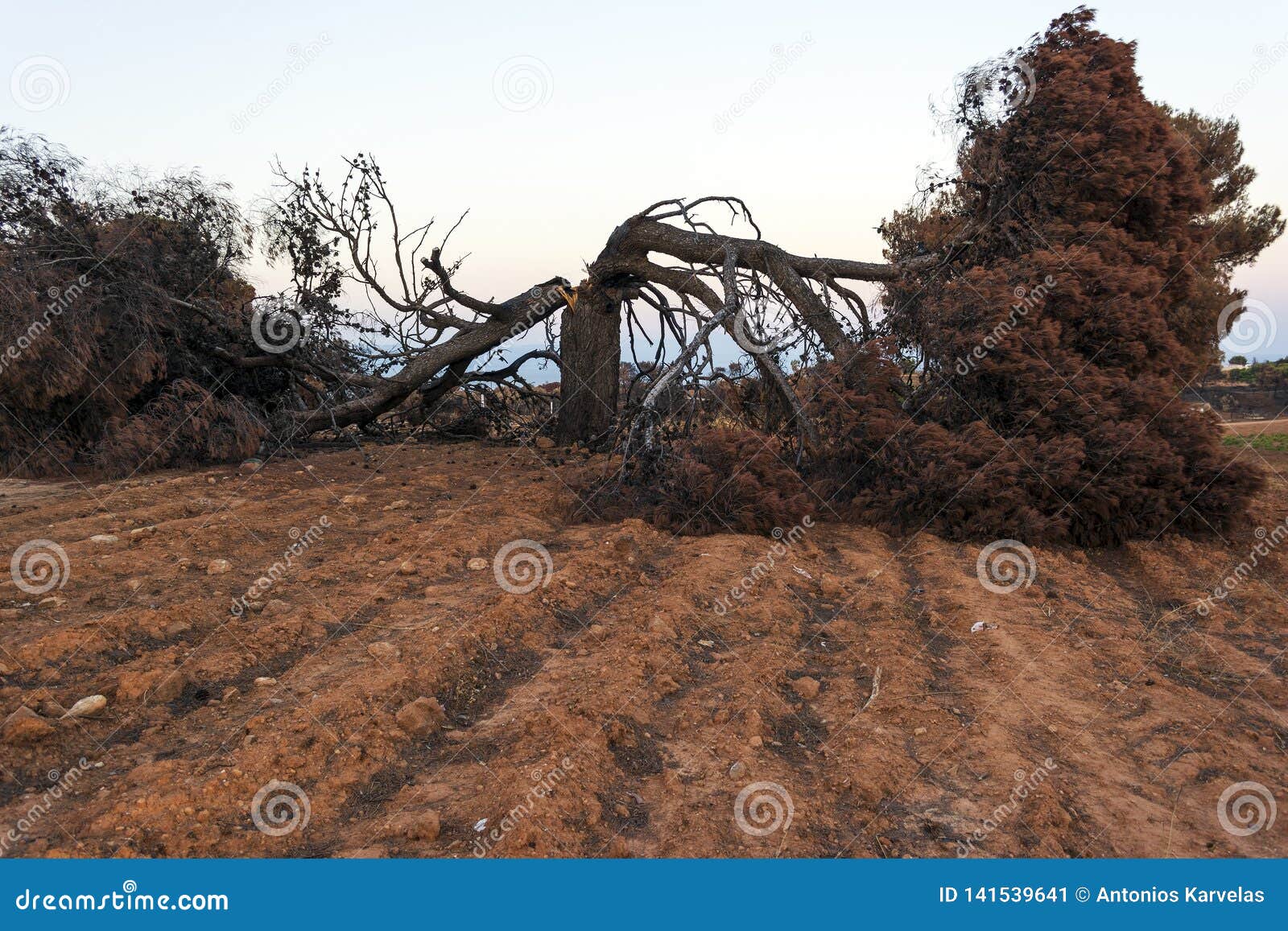 Burnt Pine Tree after a Large Fire in Mati, Greece Stock Image - Image ...