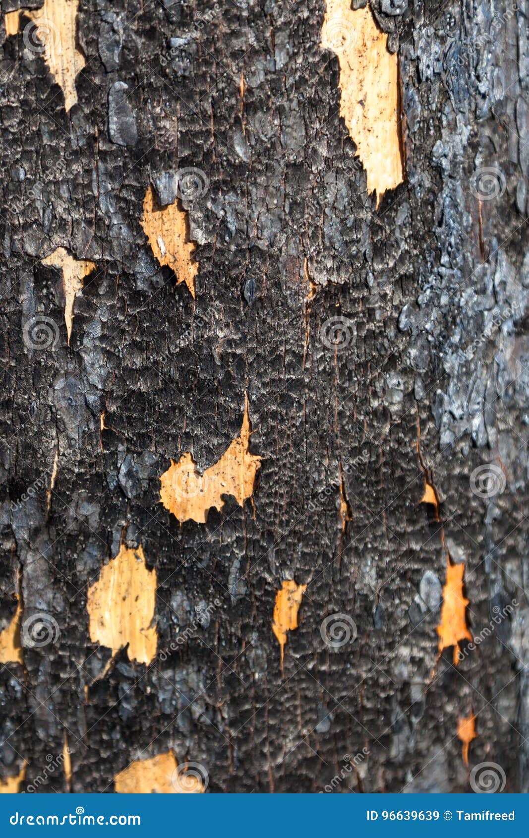 Burnt Pine Tree Surface stock image. Image of park, destroy - 96639639