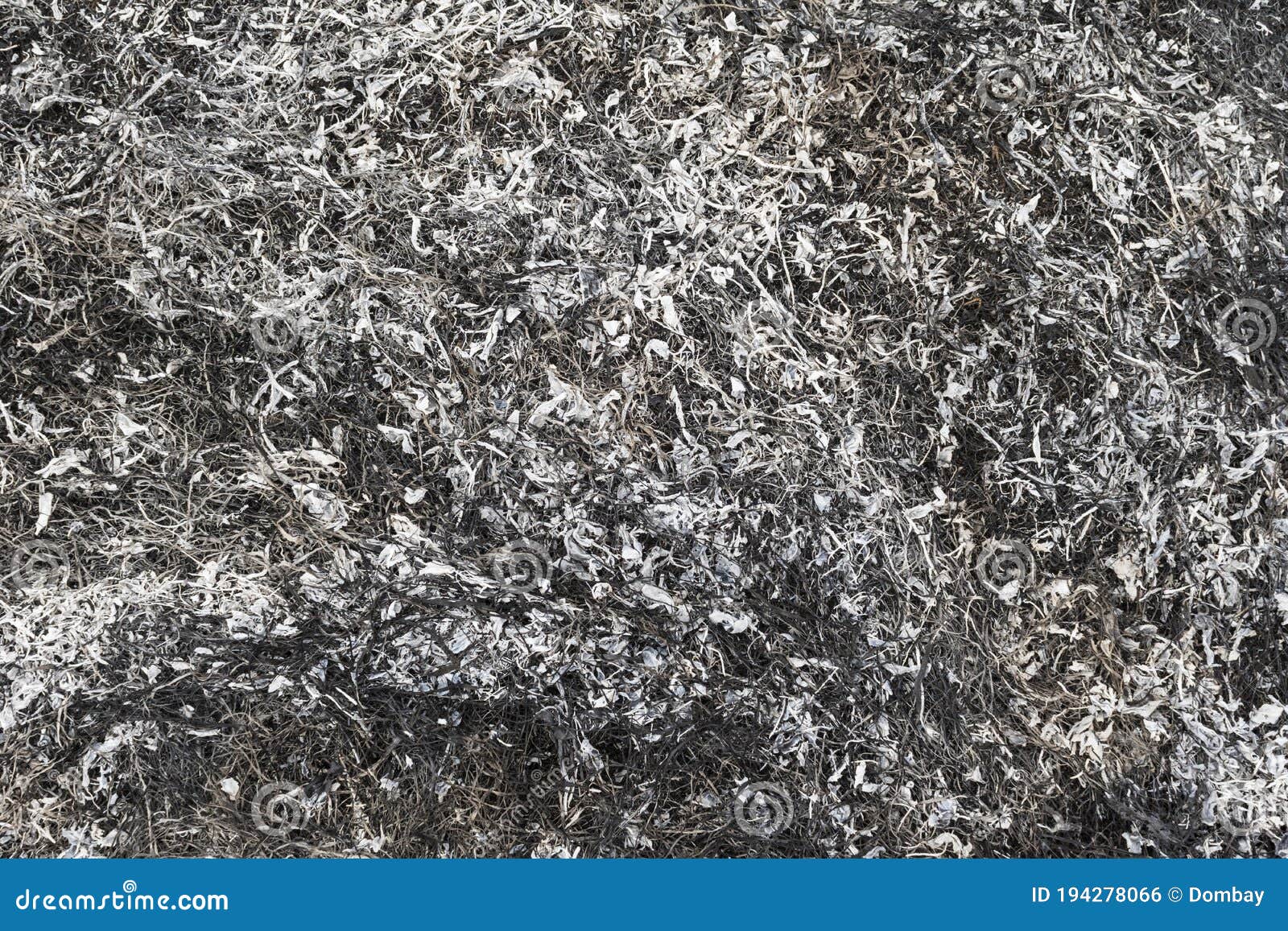 Burnt plants after fire stock photo. Image of damaged - 194278066