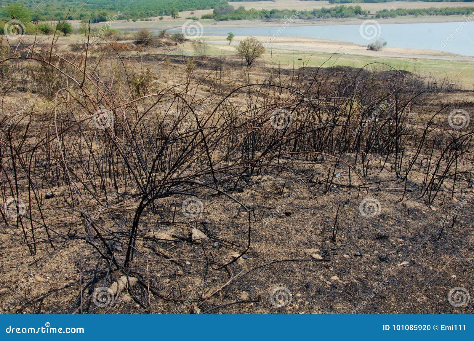 Burnt plants and soil stock photo. Image of landscapes - 101085920